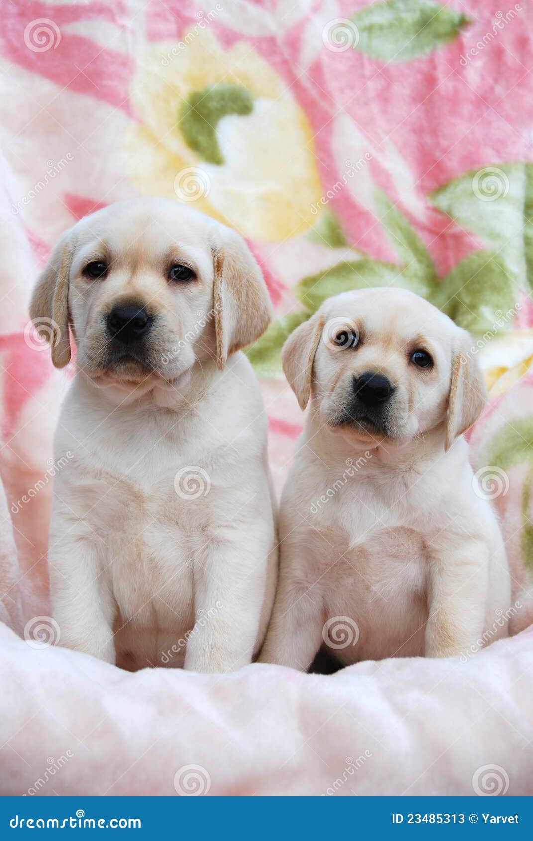Two yellow labrador puppys stock image. Image of pedigree - 23485313