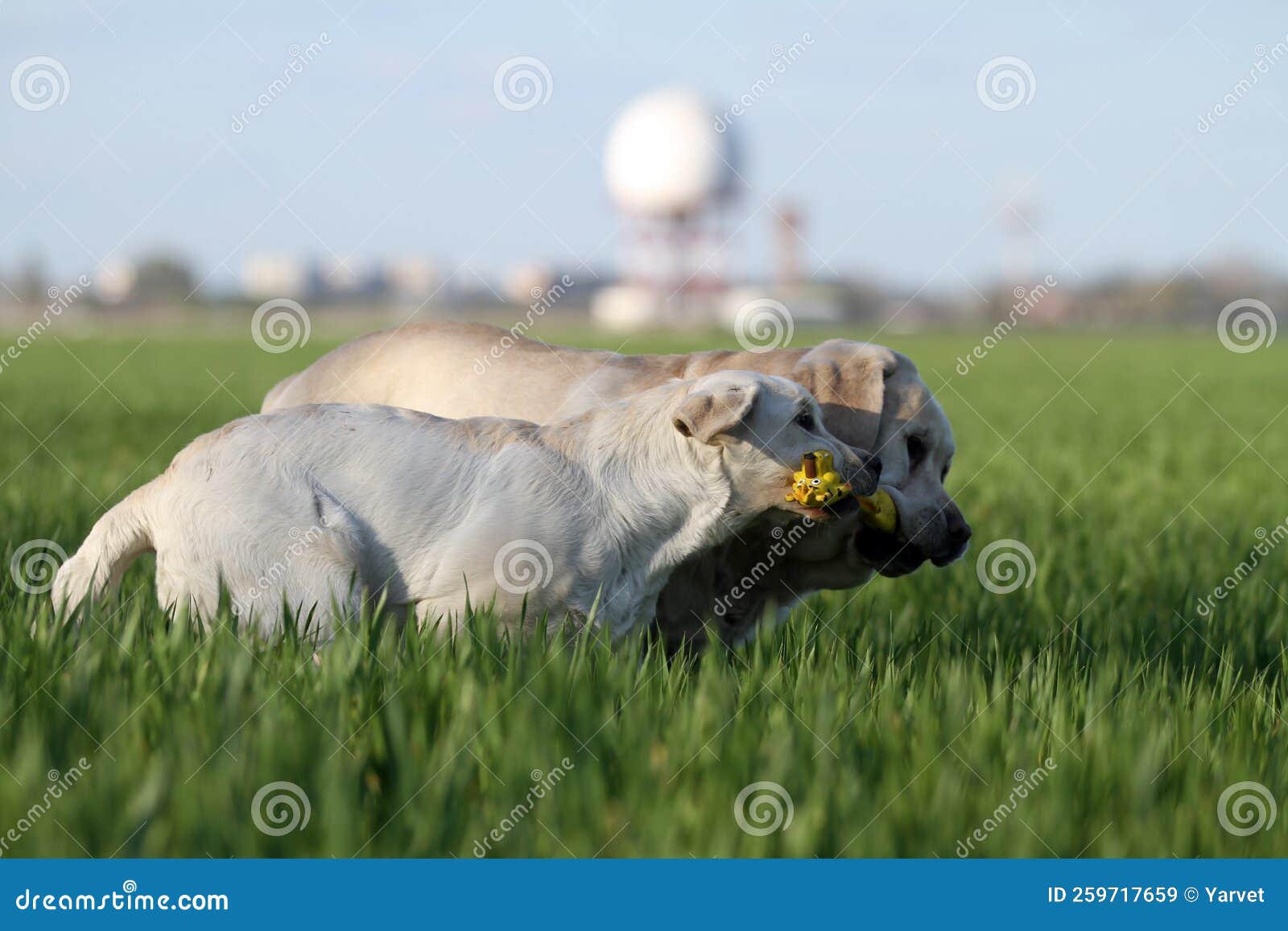 Two Yellow Labrador Retriever in Summer in the Field Stock Image ...