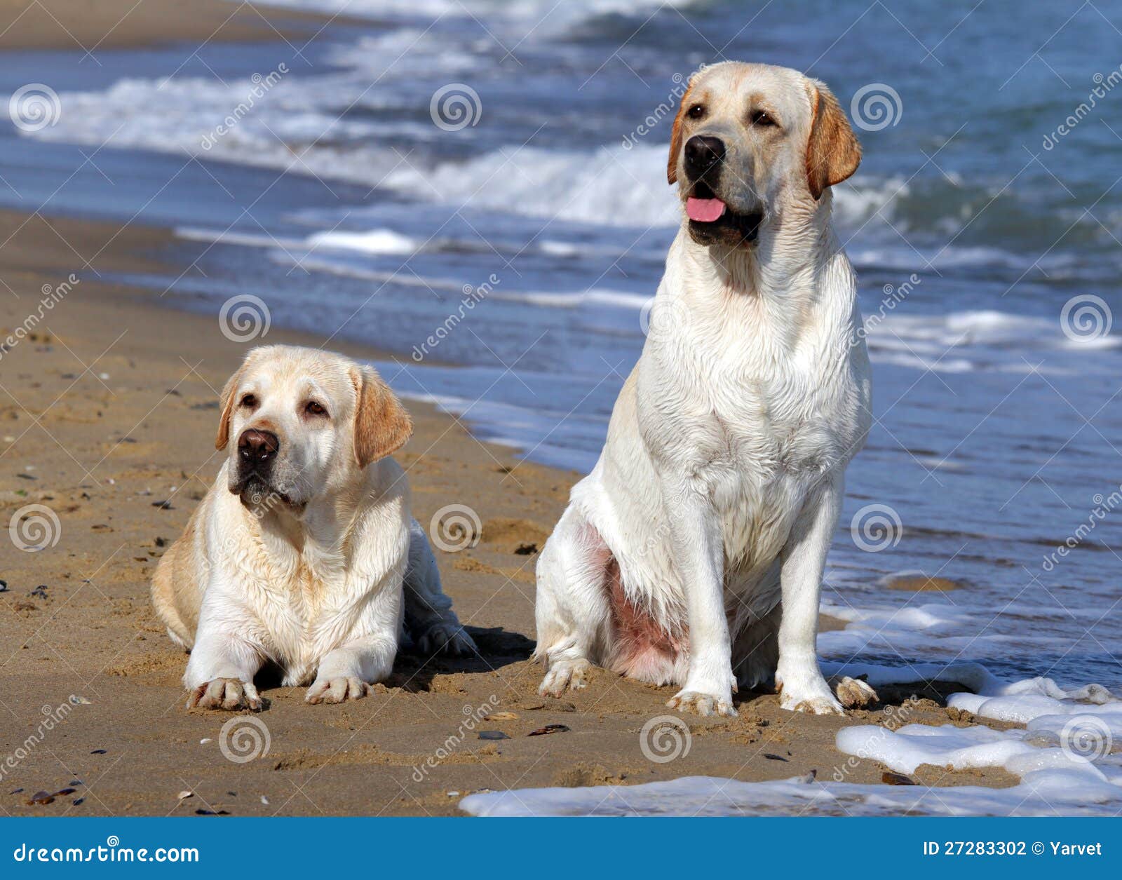 Two Yellow Labradors Looking at the Sea Stock Photo - Image of cute ...