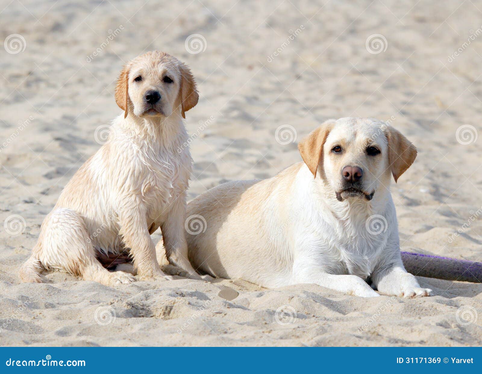 Two Yellow Labradors Looking at the Sea Stock Image - Image of breed ...