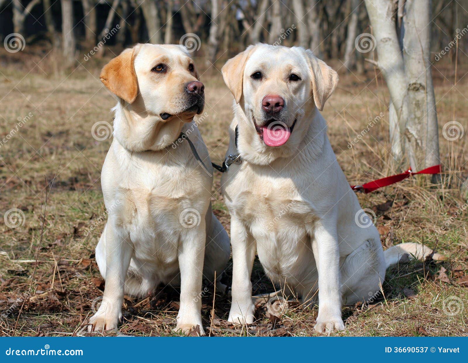 Two yellow labradors stock image. Image of shining, lovely - 36690537