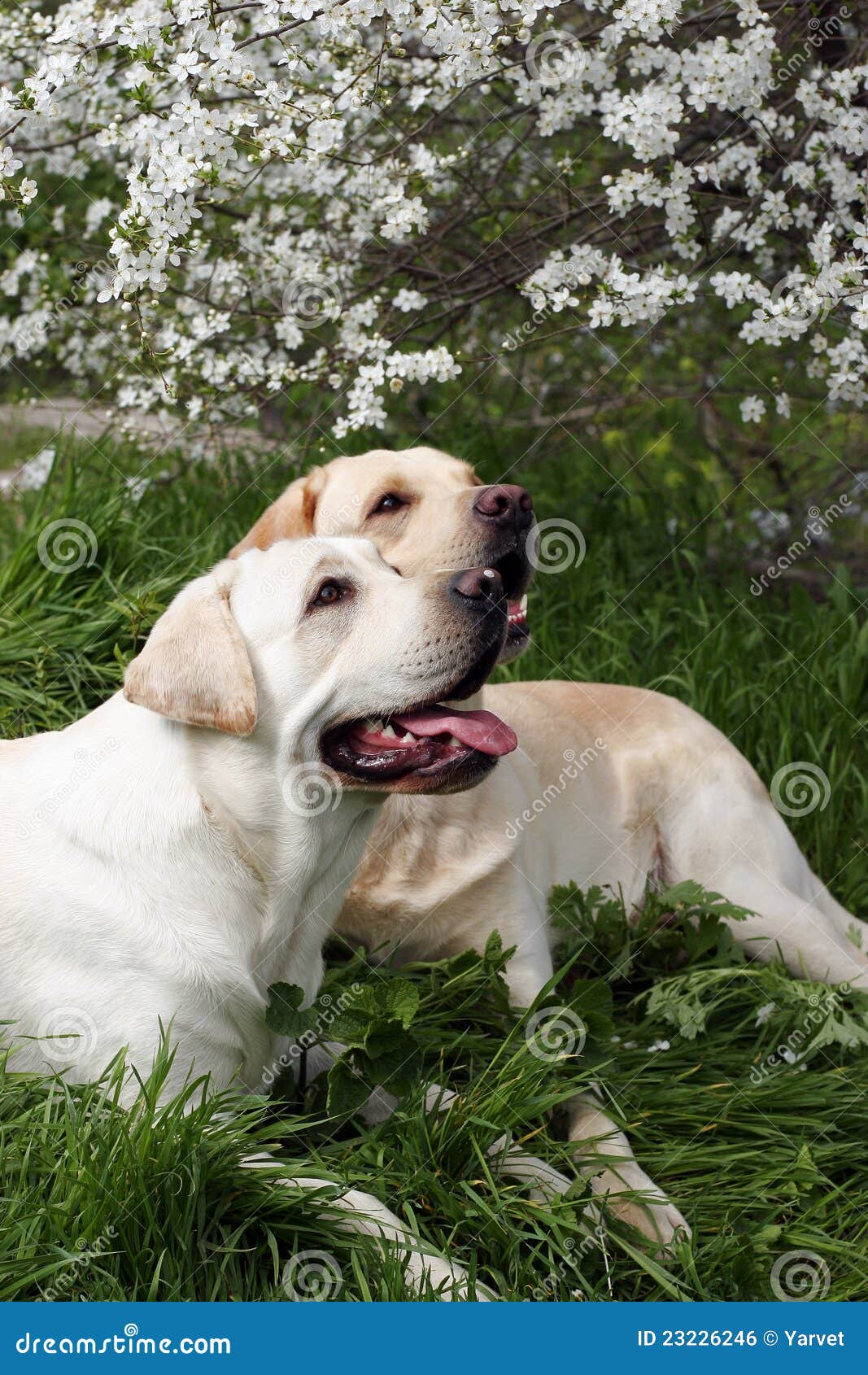 Two Yellow Labradors Under a Bloomig Tree Stock Photo - Image of ...