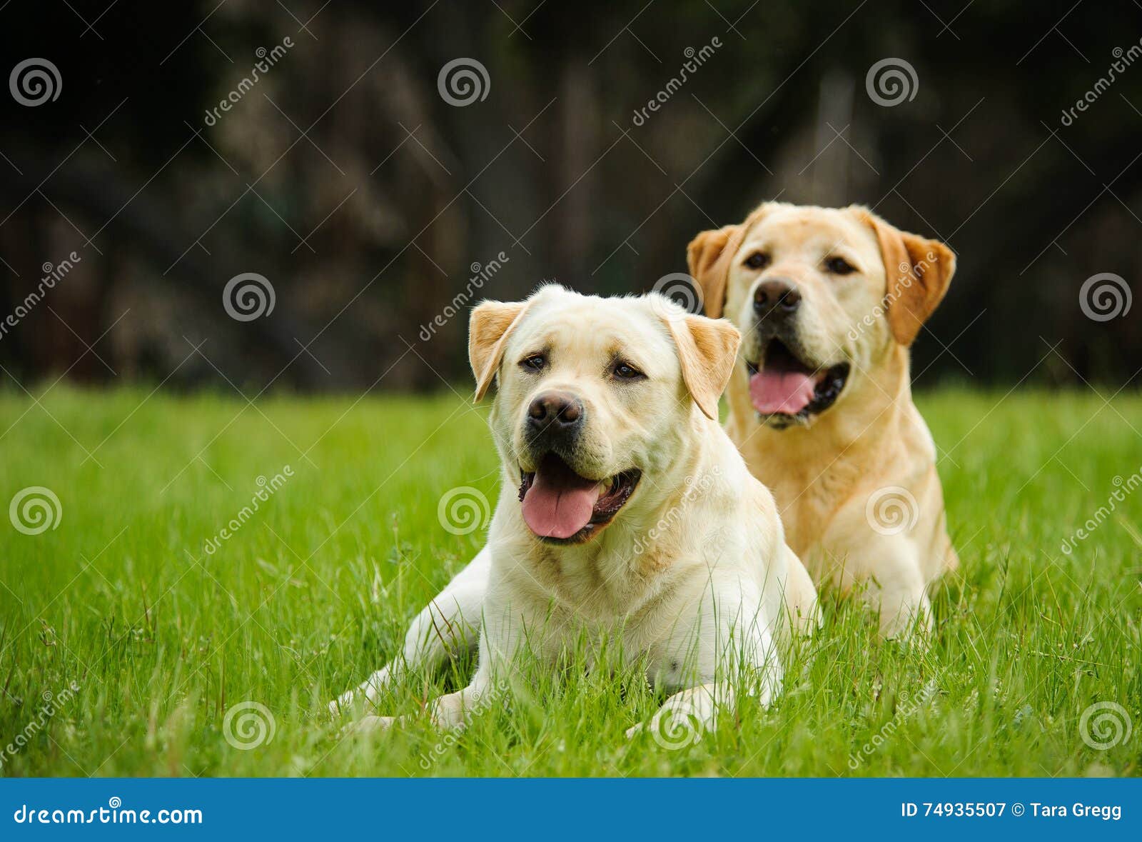 Two Yellow Labs stock image. Image of labs, yellow, grass - 74935507