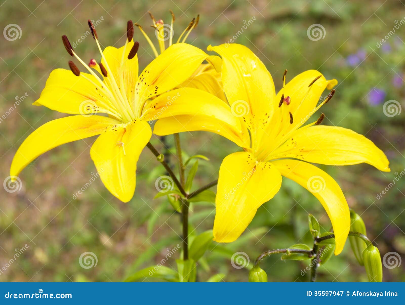 Two yellow lilies stock image. Image of plant, flowering - 35597947