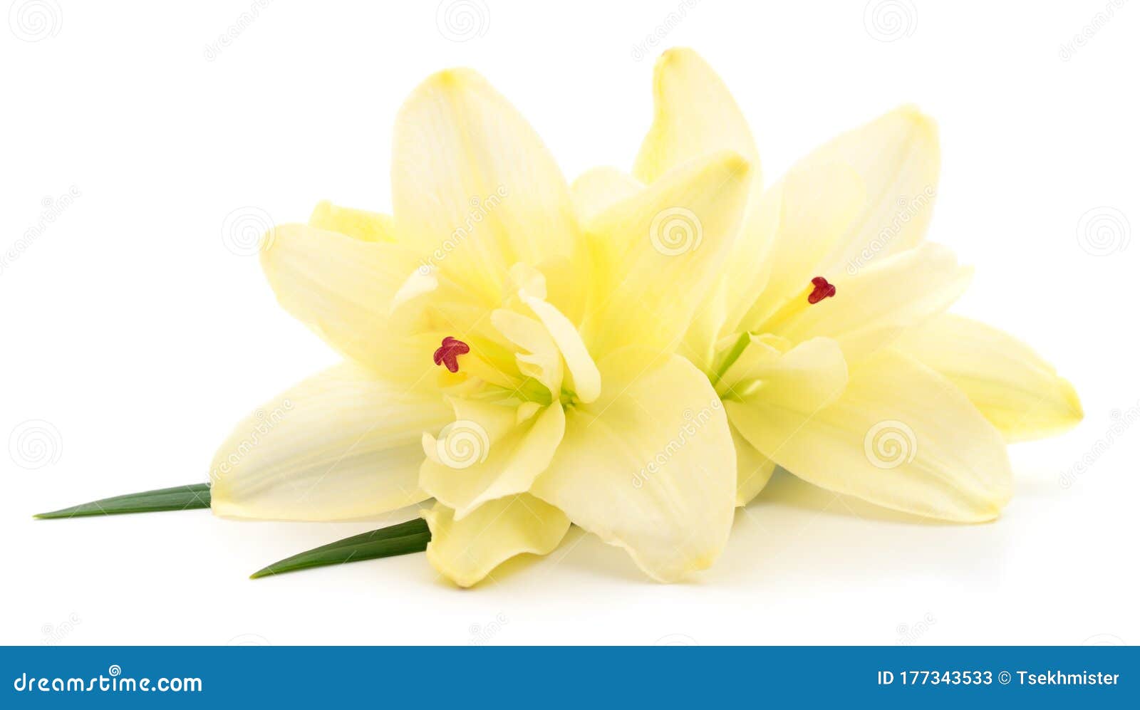 Two yellow lilies stock image. Image of spotted, yellow - 177343533