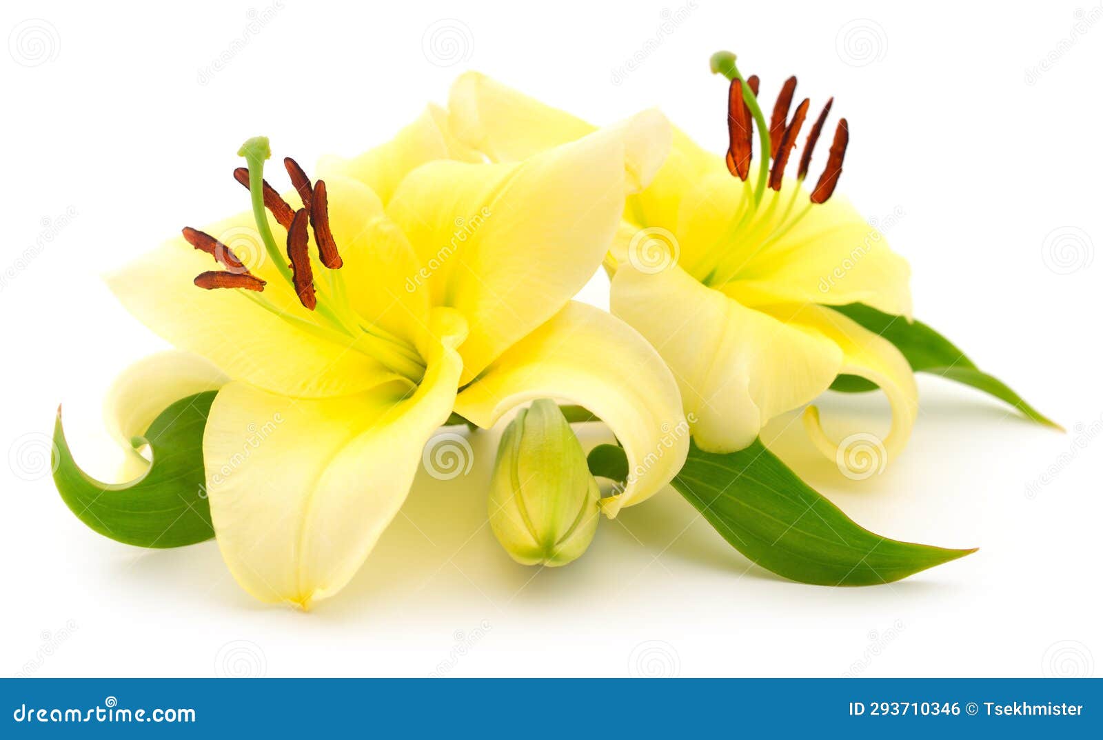 Two yellow lilies stock photo. Image of summer, black - 293710346