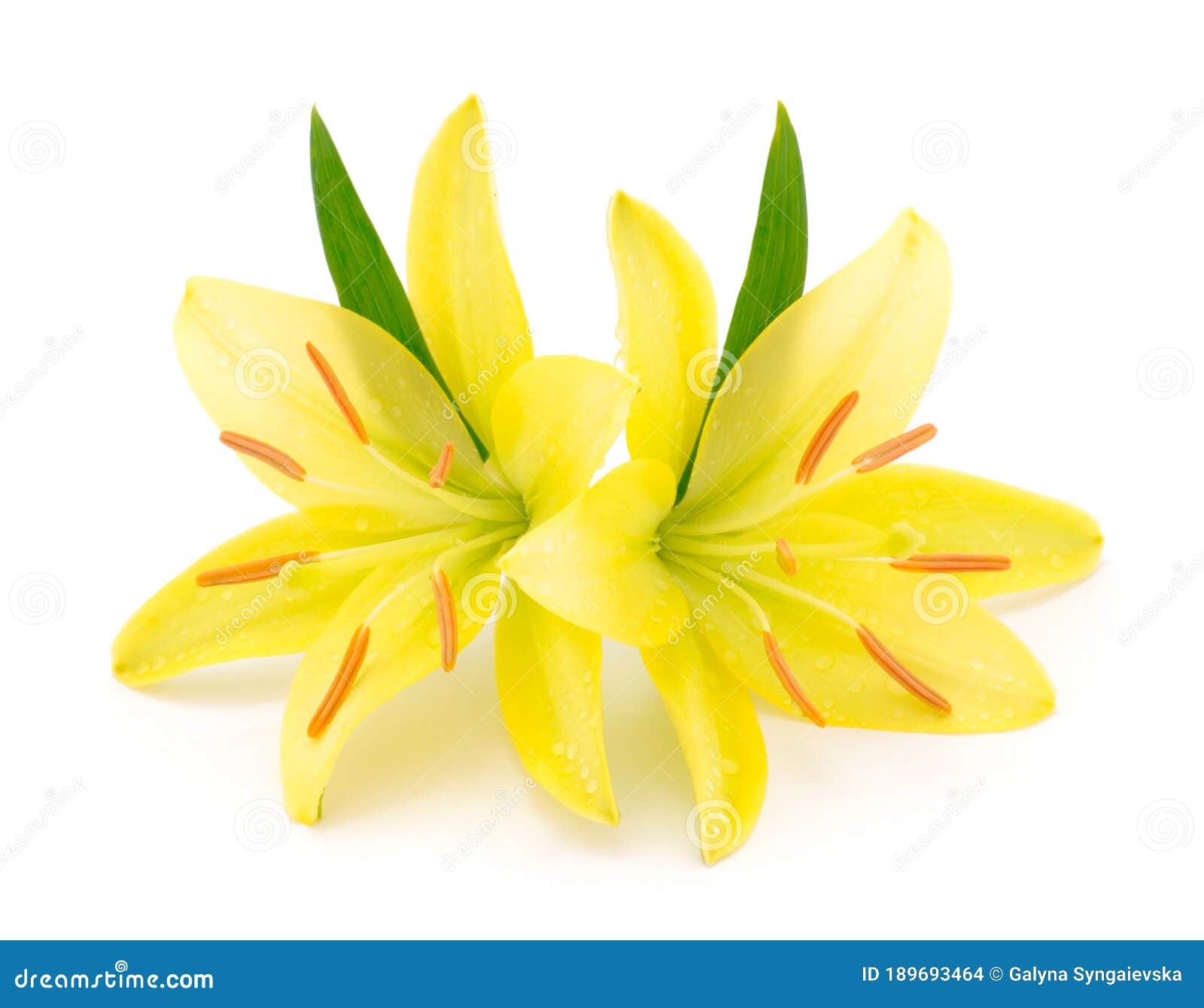 Two yellow lily stock photo. Image of bright, closeup - 189693464