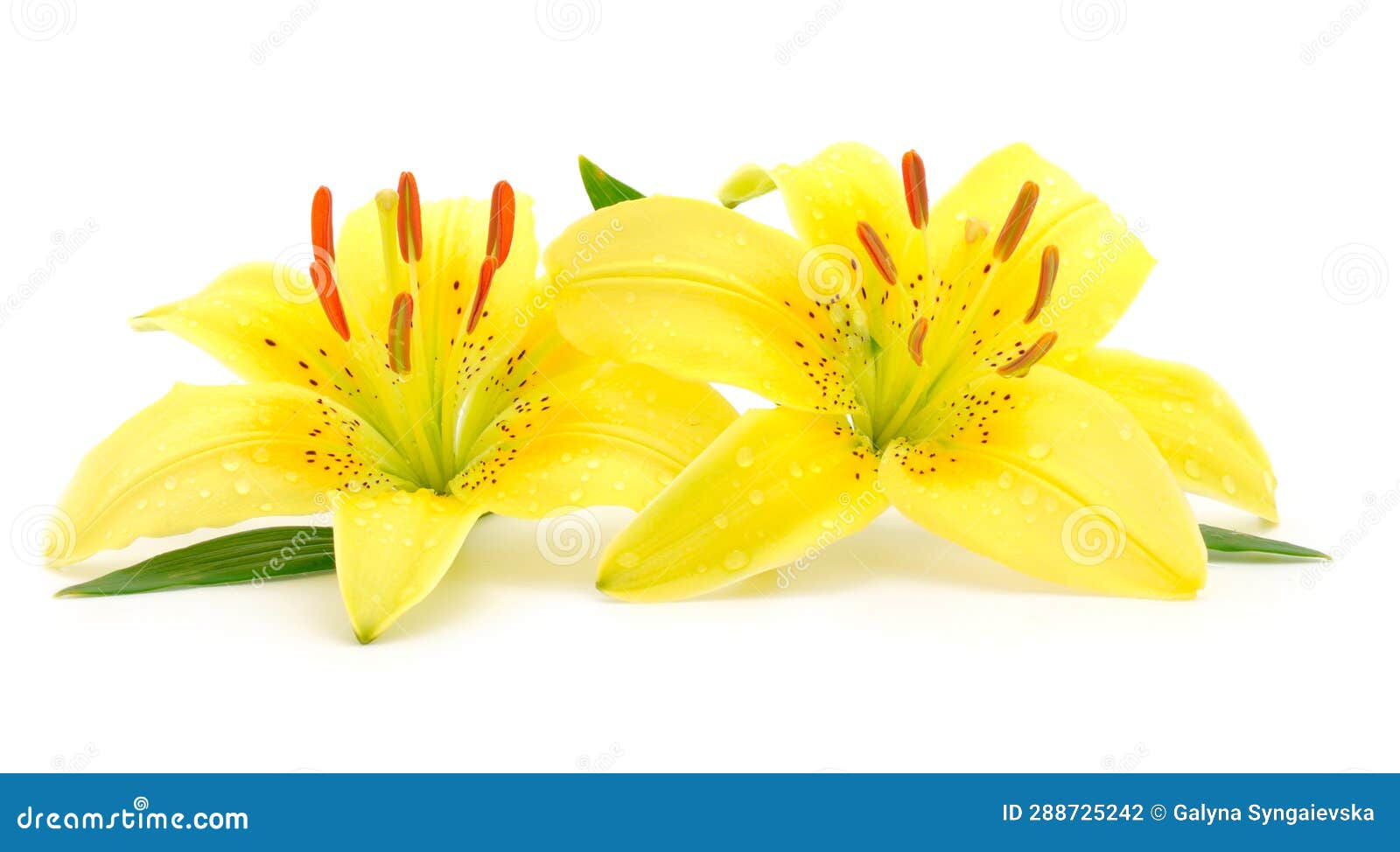 Two yellow lily stock photo. Image of bright, color - 288725242