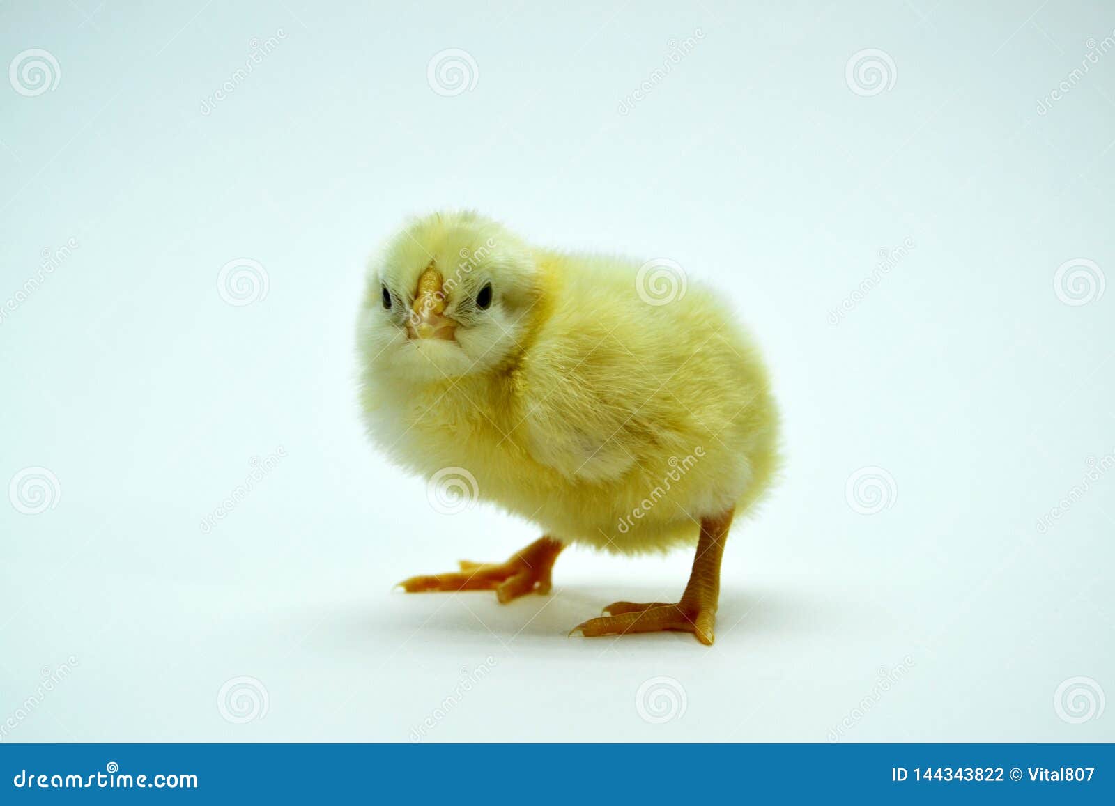 Two Yellow Little Chickens Isolated on the White Stock Photo - Image of ...