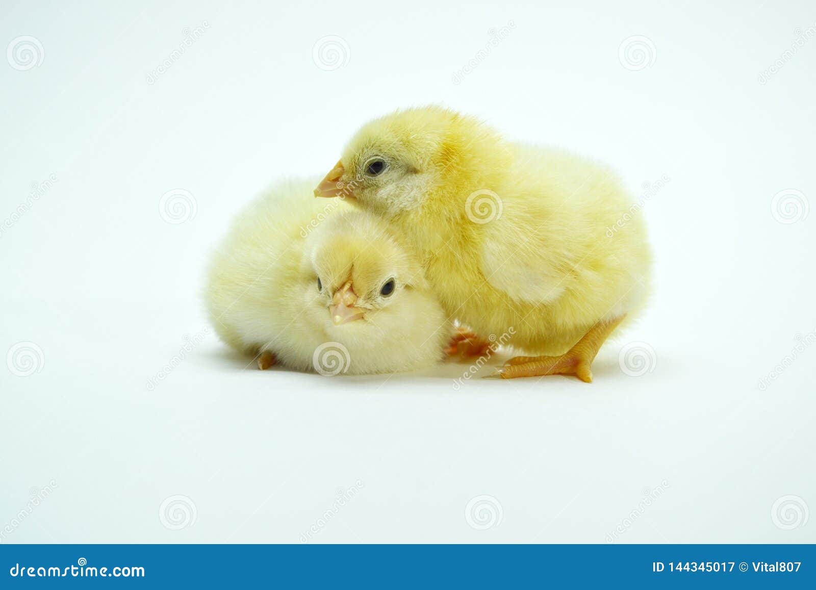 Two Yellow Little Chickens Isolated on the White Stock Image - Image of ...
