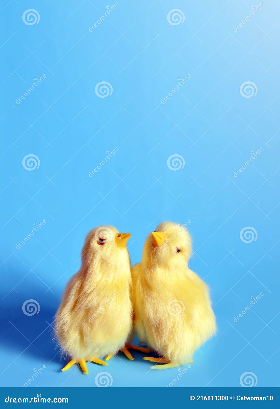 Two Yellow Chicks on a Blue Background. Stock Photo - Image of easter ...