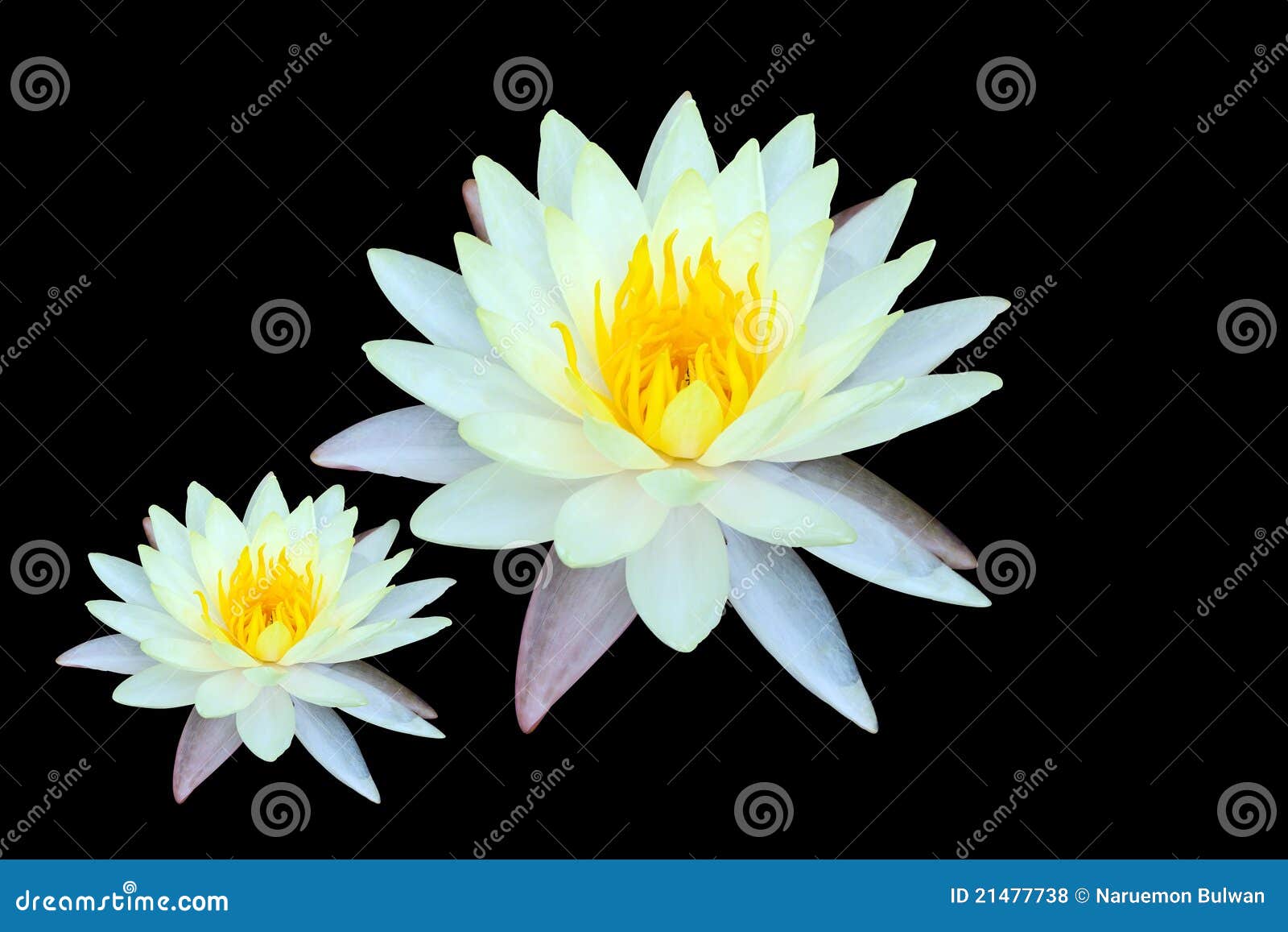 Two yellow lotus on black stock photo. Image of flower - 21477738
