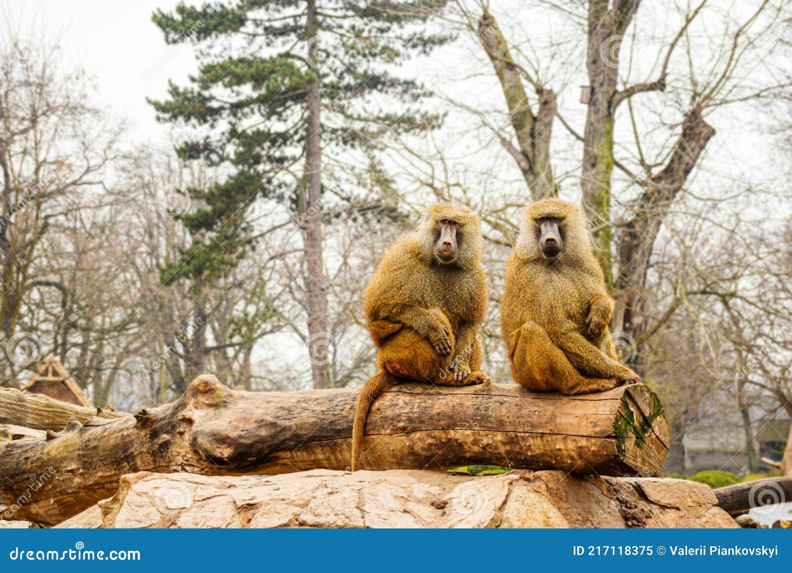 Two Yellow Monkeys are Sitting on the Edge of a Tree Looking at the ...