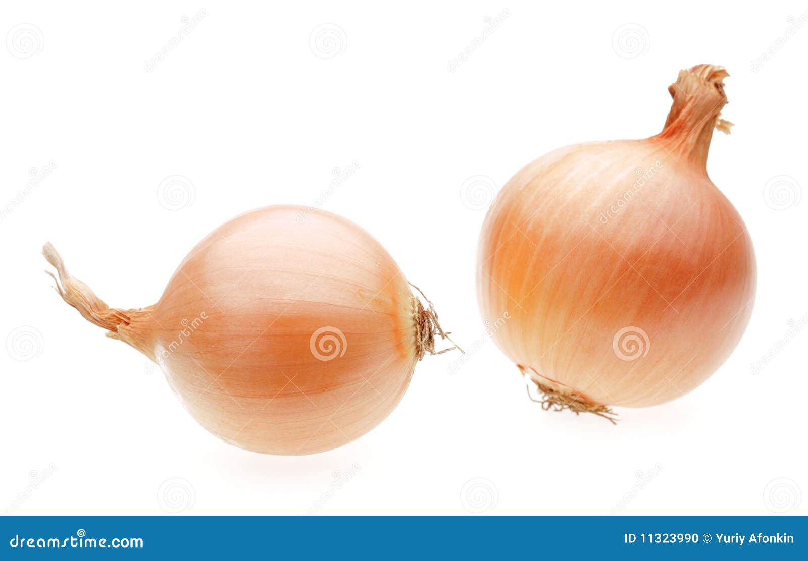 Two yellow onion bulbs stock photo. Image of food, ingredient - 11323990