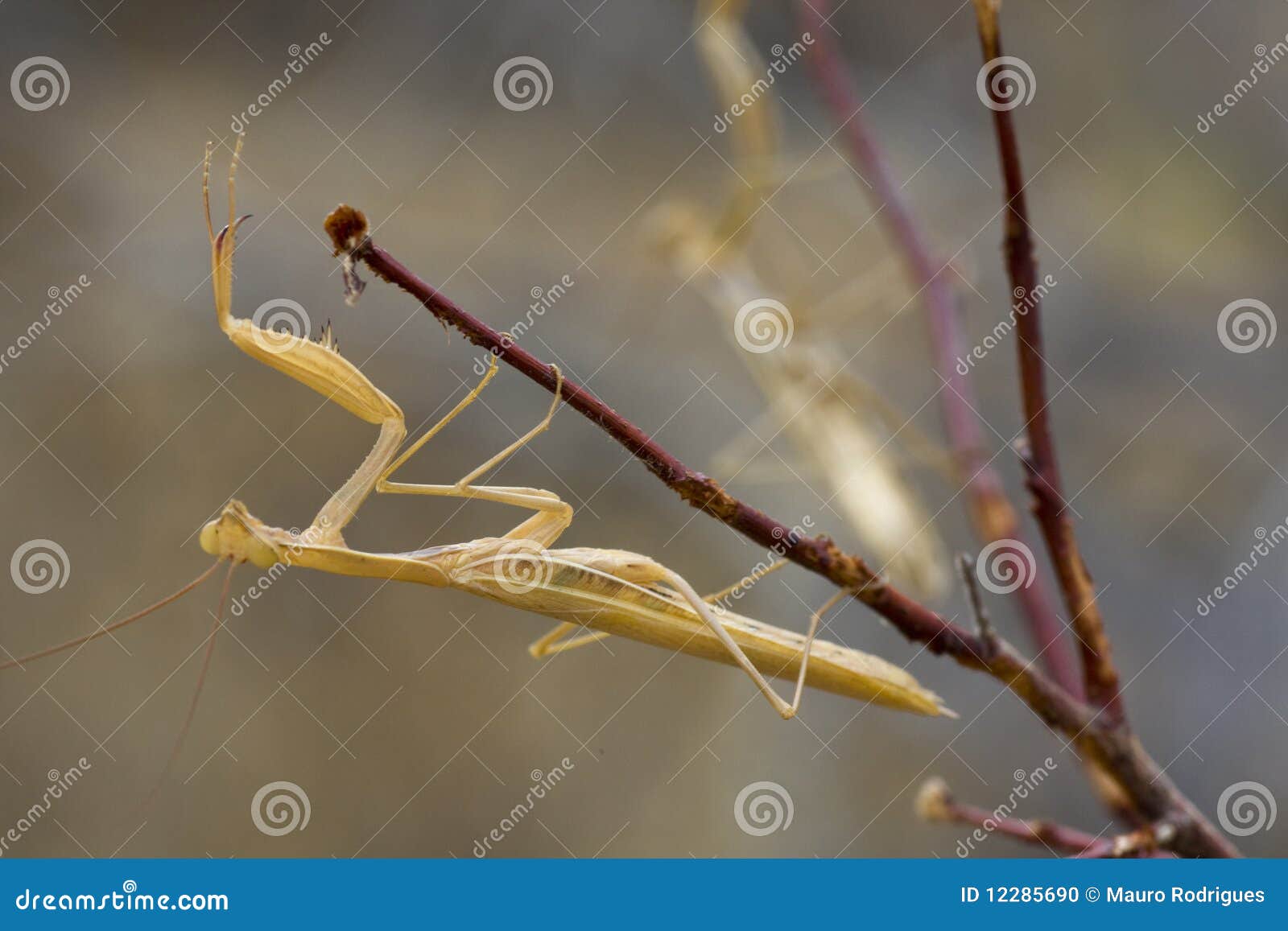 Two yellow praying mantis stock photo. Image of religiosa - 12285690