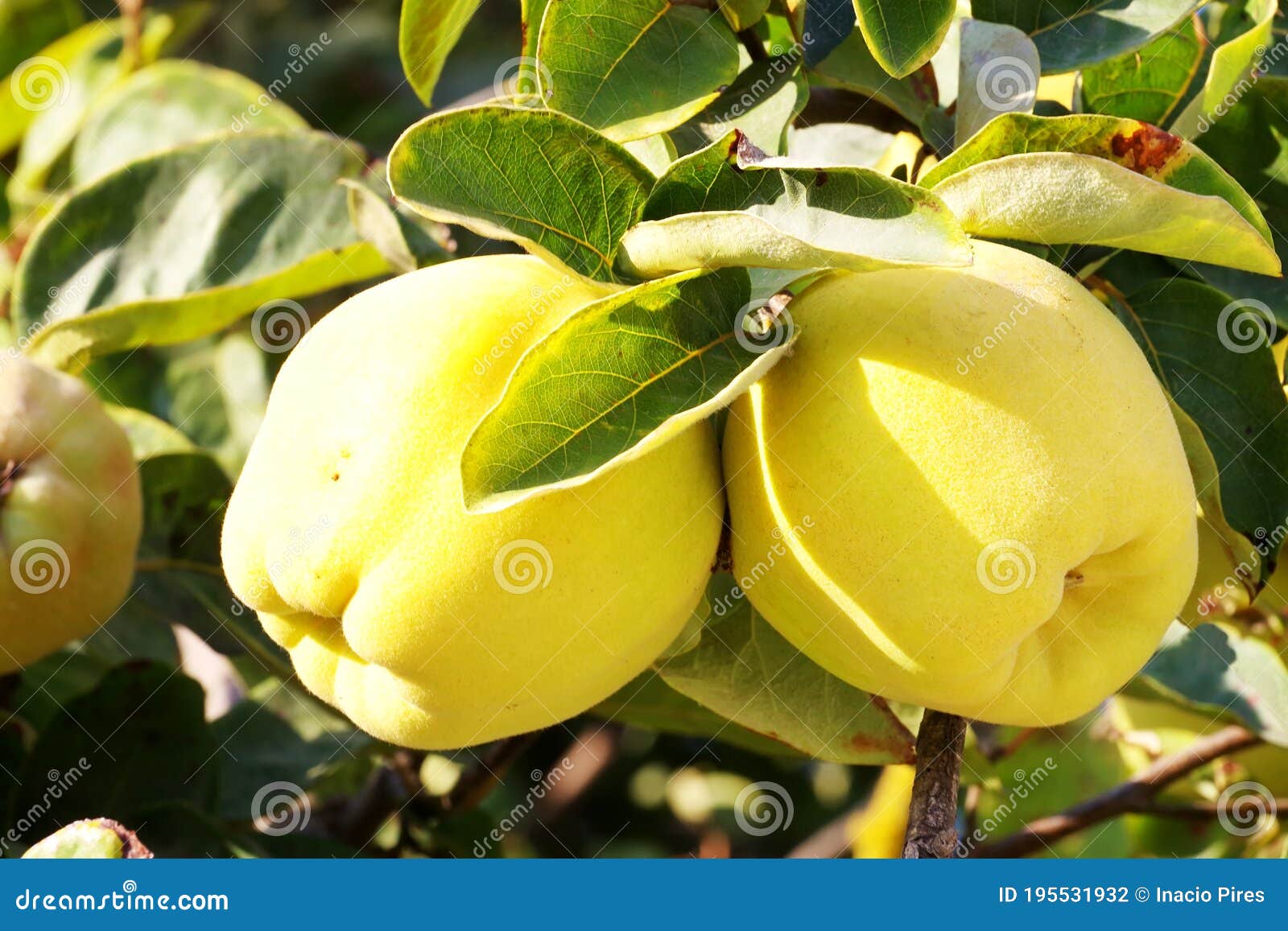 Quince Fruits On Tree Royalty-Free Stock Image | CartoonDealer.com ...