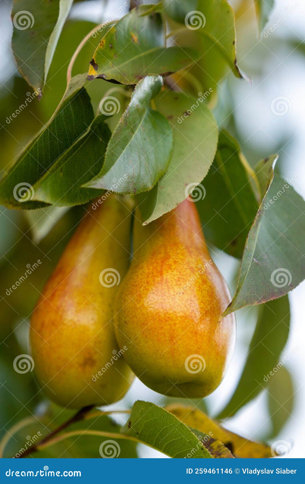 Two Yellow Red Pears on the Tree Stock Photo - Image of leaves, pear ...