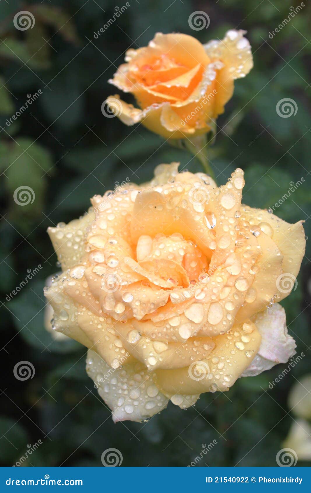 Two yellow roses stock photo. Image of summerrain, rosepedals - 21540922