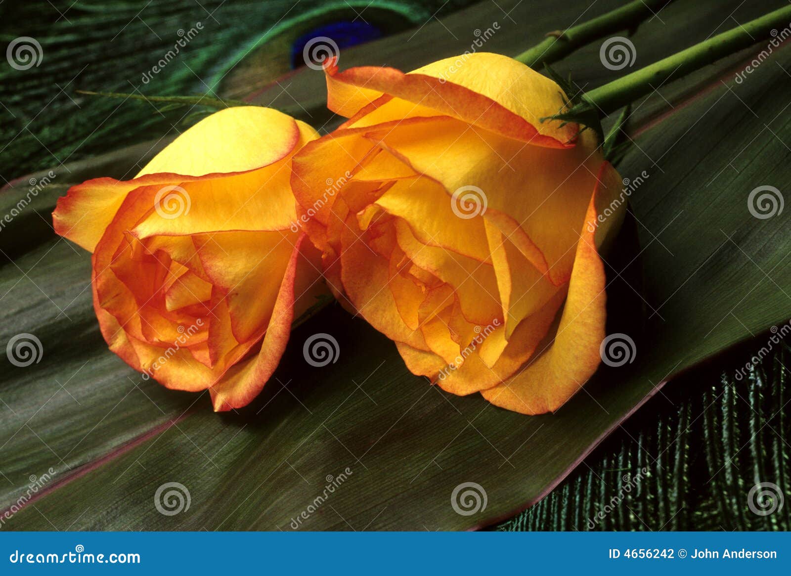Two yellow roses stock photo. Image of plant, blossom - 4656242