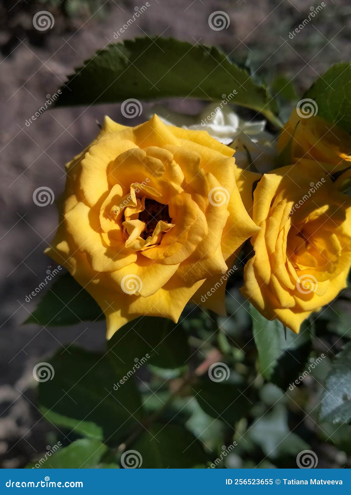 Two yellow roses stock image. Image of green, autumn - 256523655