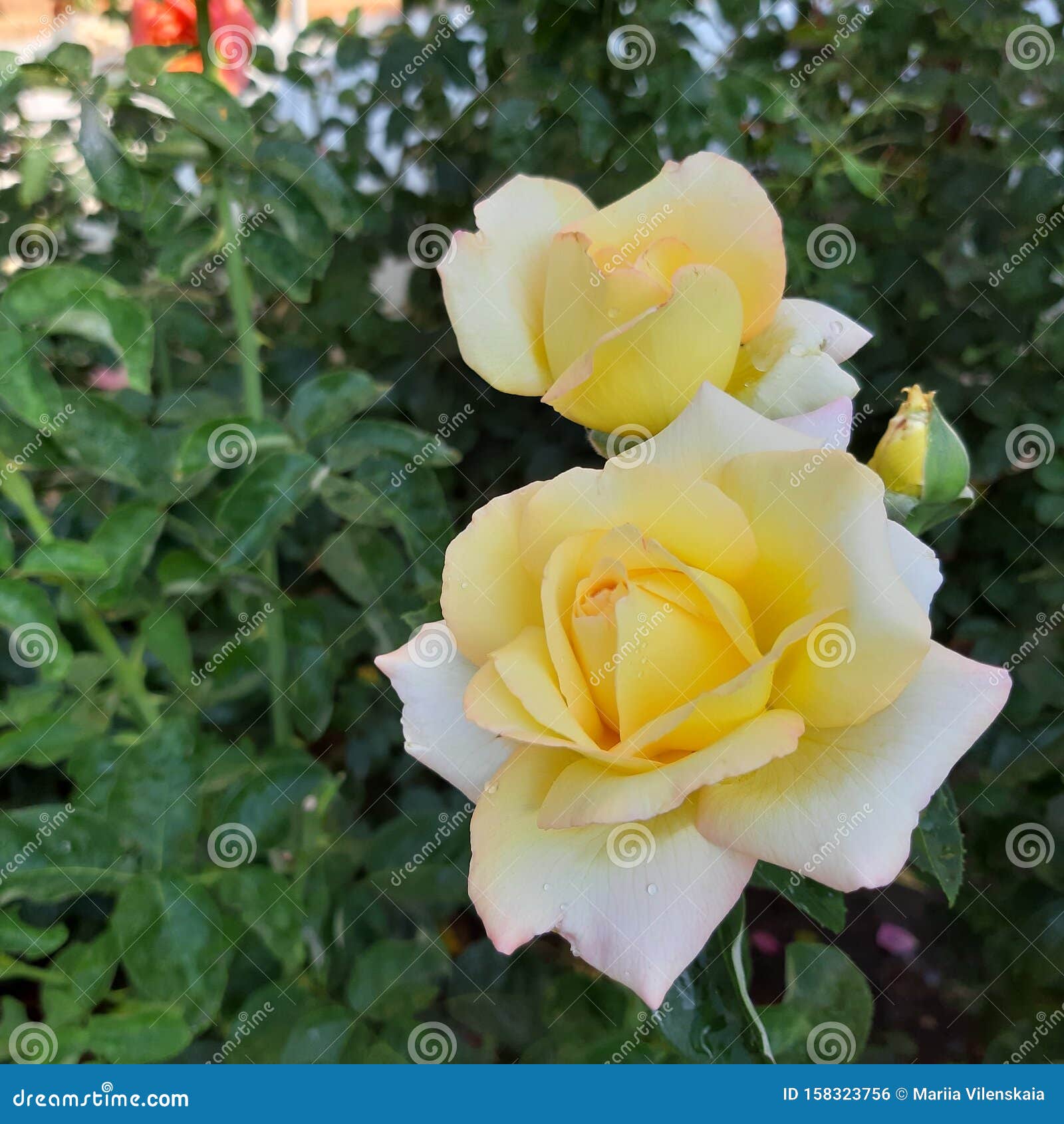 Two Yellow Roses and a Bud in the Garden Stock Photo - Image of roses ...