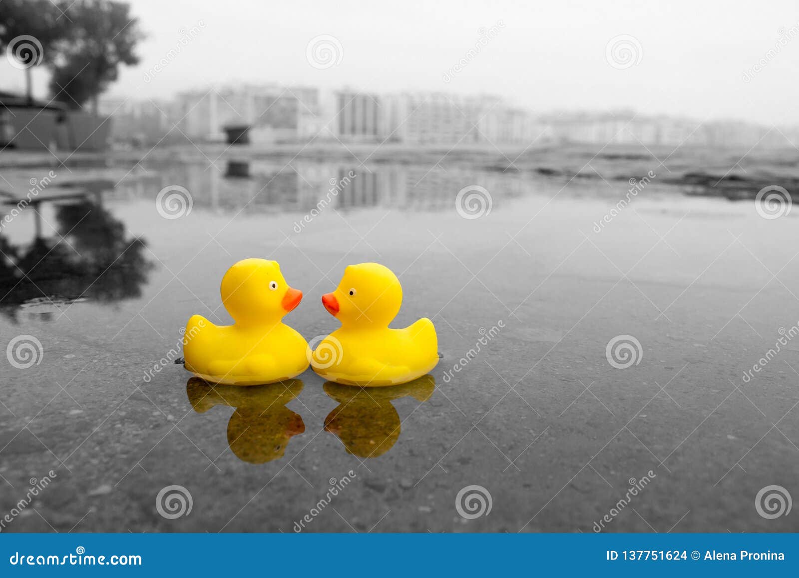 Two Yellow Rubber Ducks in the Water Stock Photo - Image of pare, drops ...