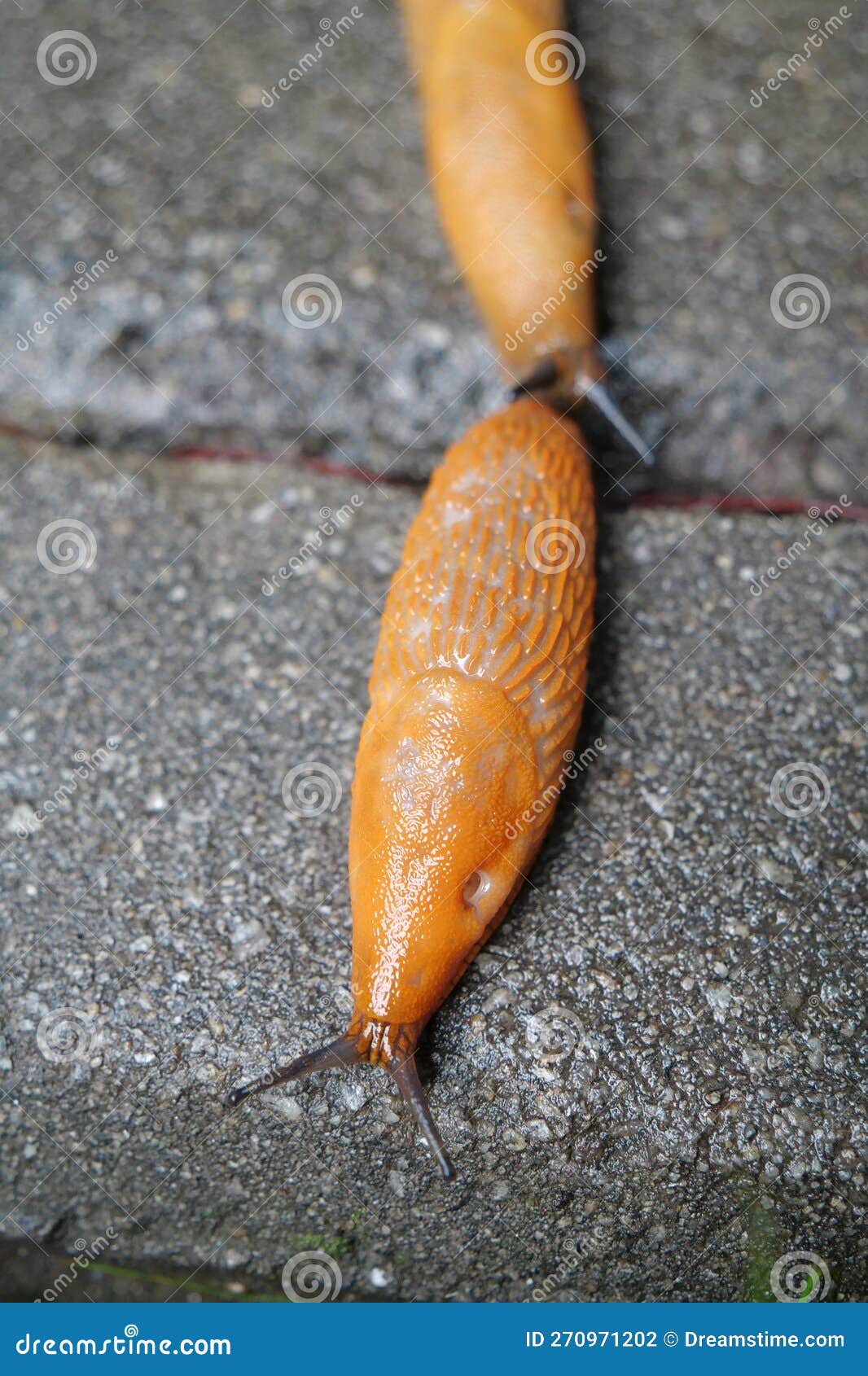 Two Yellow Slugs Crawls on Wet Asphalt after Rain Stock Photo - Image ...
