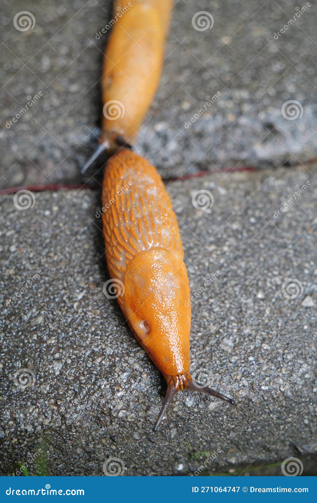 Two Yellow Slugs Crawls on Wet Asphalt after Rain Stock Image - Image ...