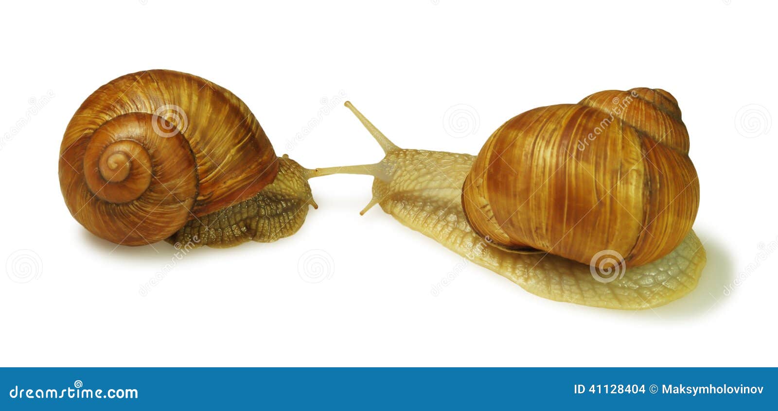 Two yellow snails stock photo. Image of antenna, mollusk - 41128404