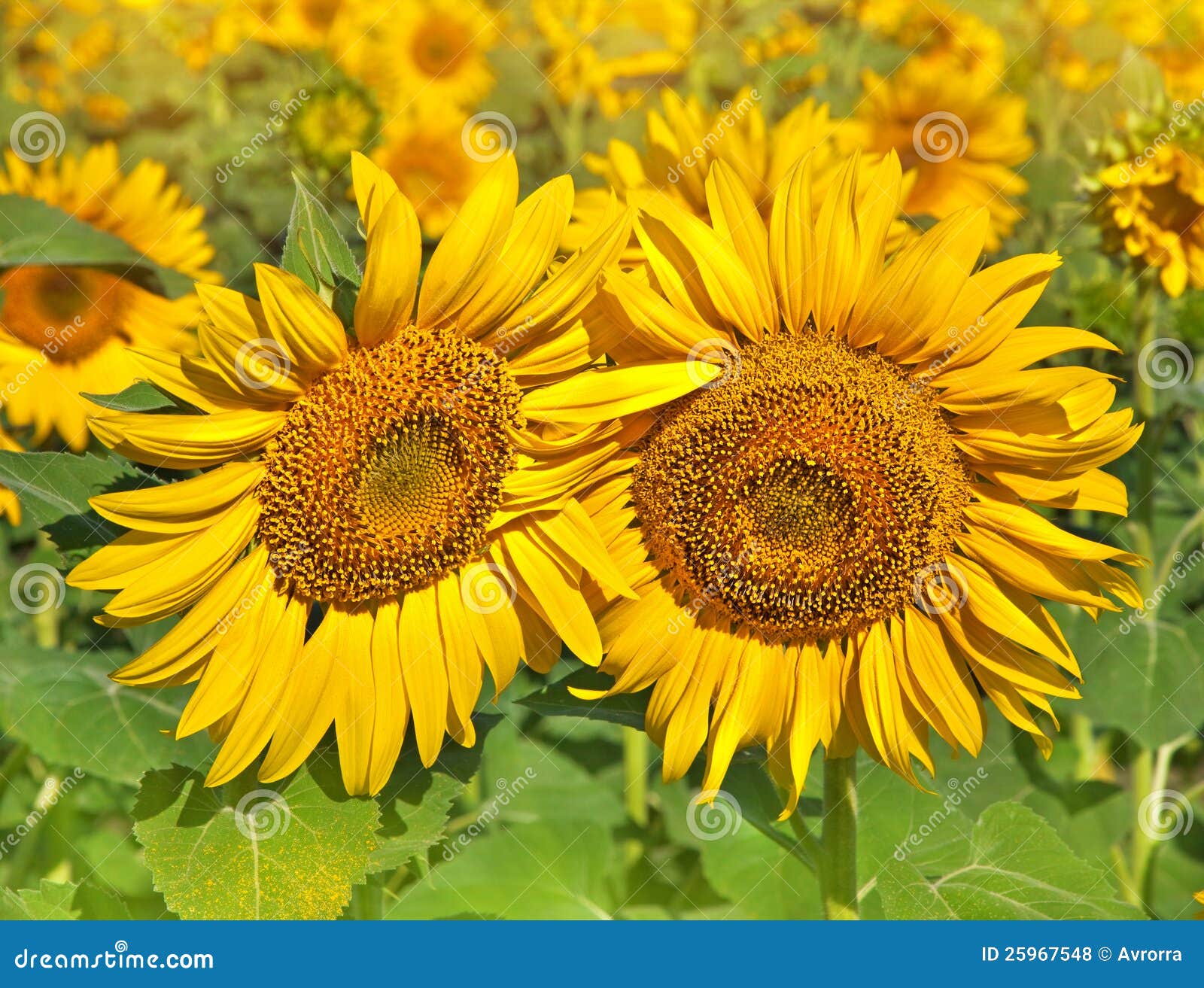 Two Yellow Sunflower with Green Leaves Stock Photo - Image of seasonal ...