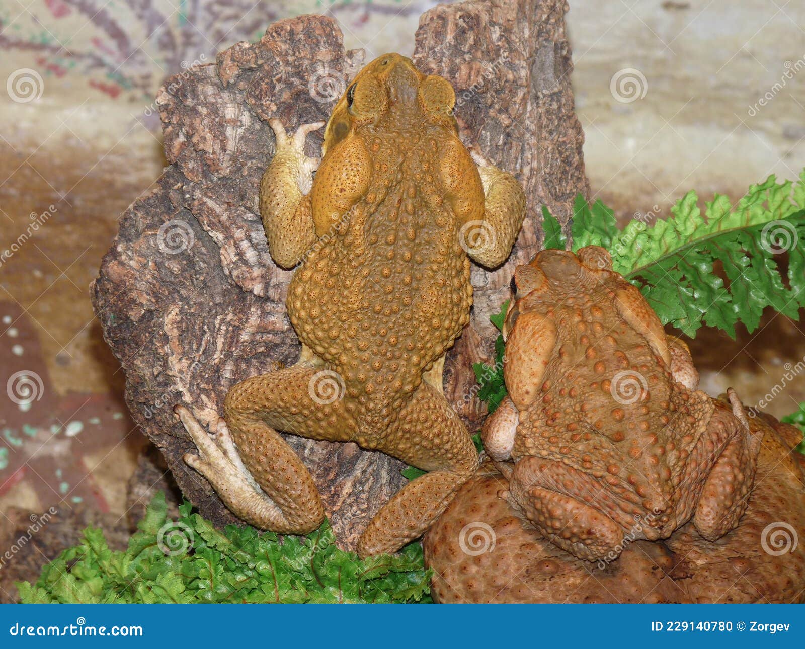 Two Yellow Toads at the Zoo and Sitting with Their Backs Turned Stock ...