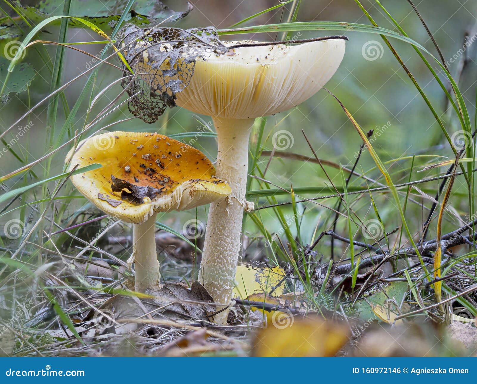 Two Yellow Toadstool Amanita Gemmata Stock Photo - Image of rare, dots ...