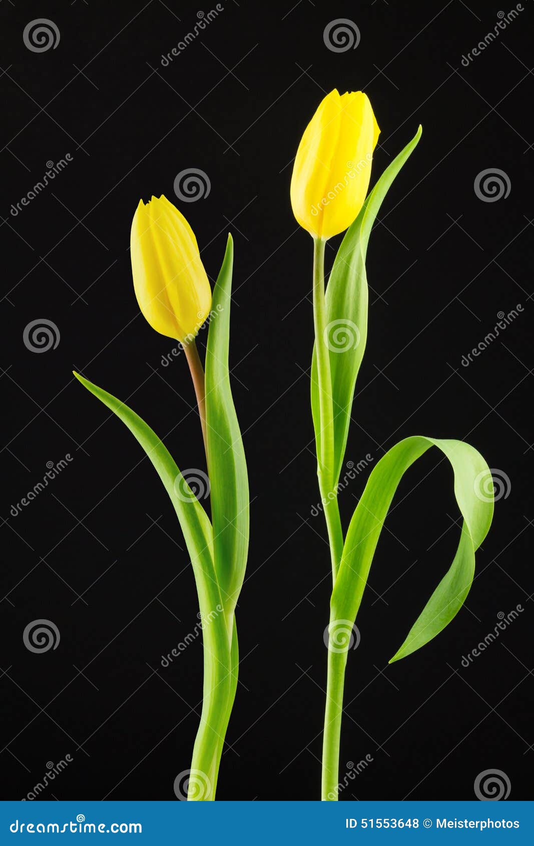 Two yellow tulips stock photo. Image of flowers, directional - 51553648