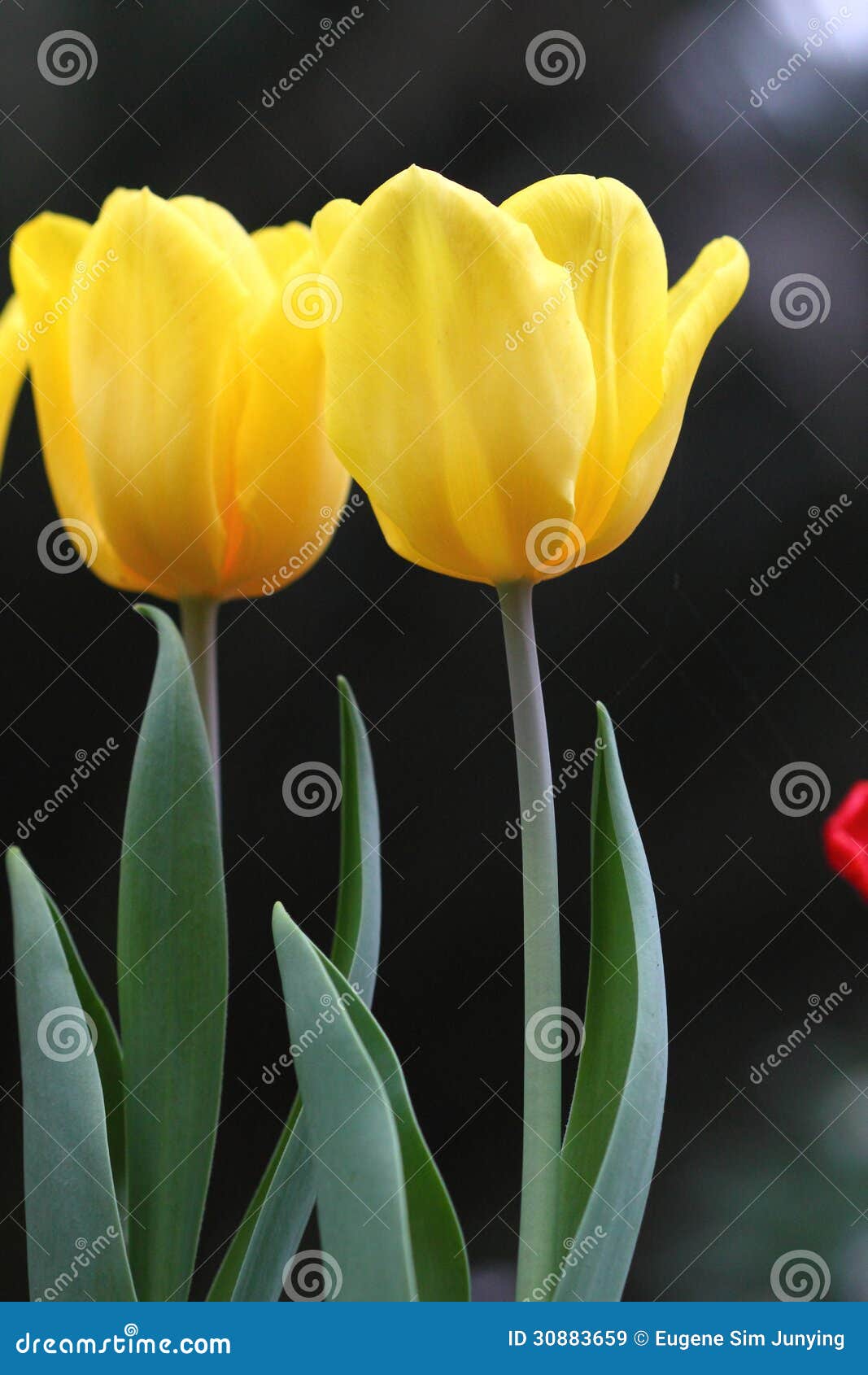 Two yellow tulips stock image. Image of stalk, green - 30883659