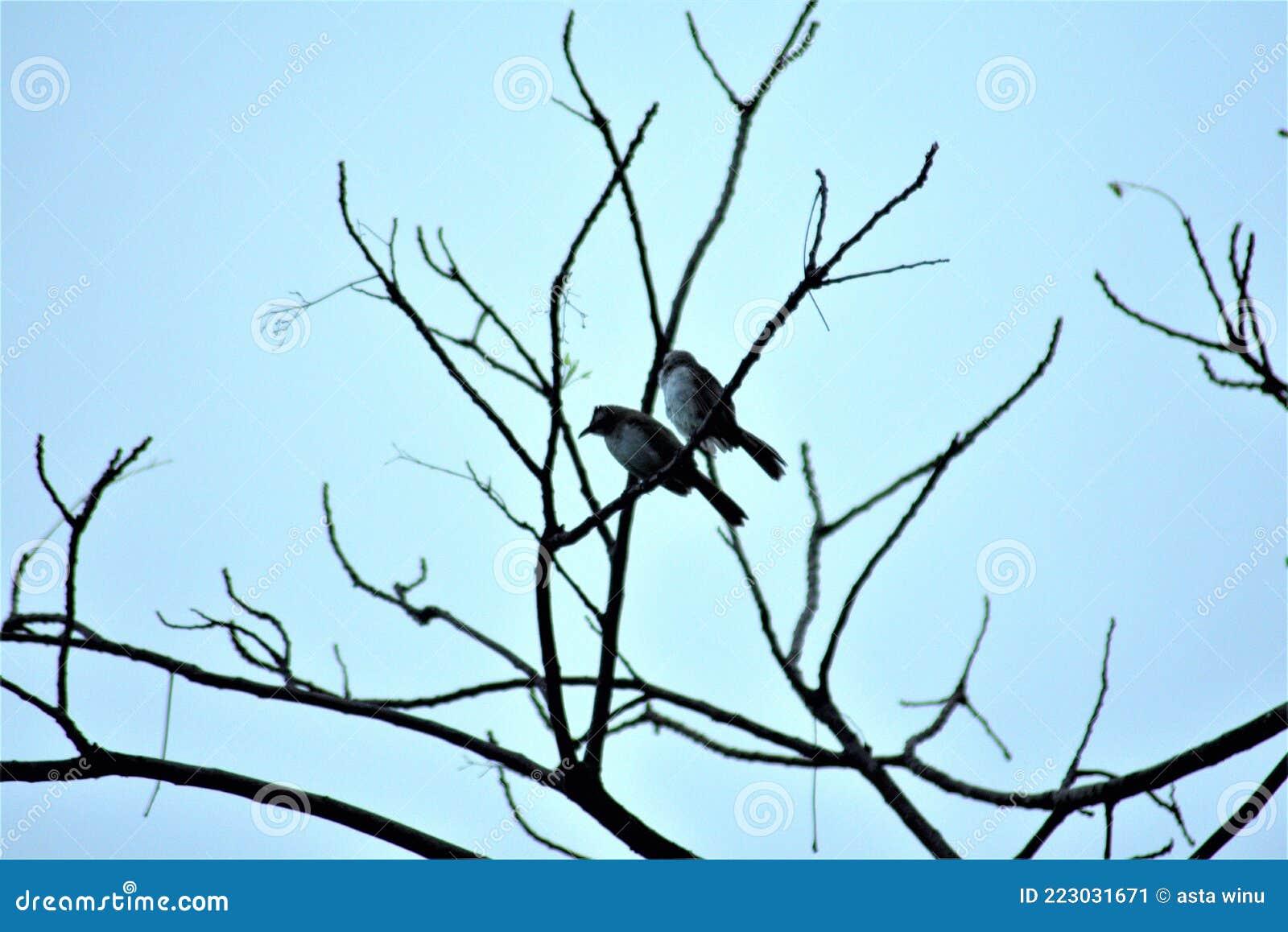 Two Yellow Vented Perch on a Tree Branch Stock Image - Image of branch ...
