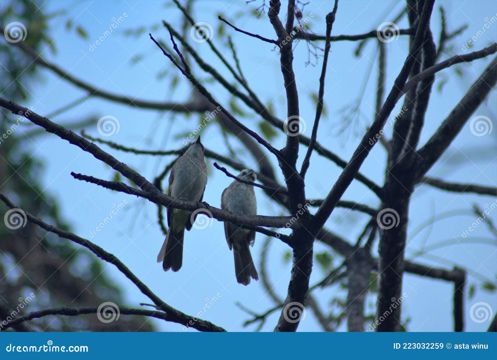 Two Yellow Vented Perch on a Tree Branch Stock Image - Image of perch ...