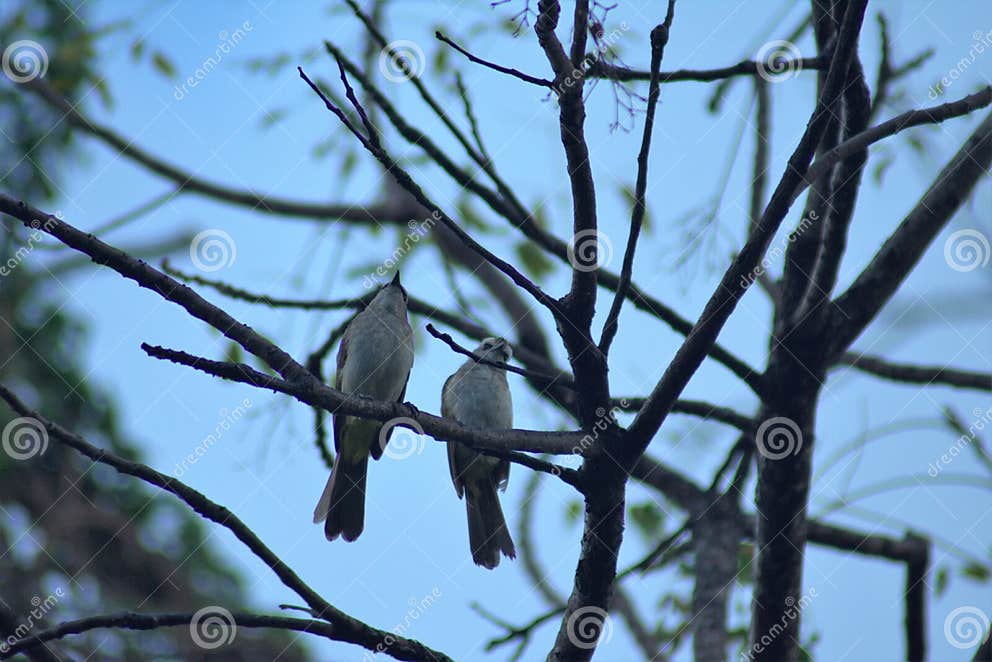 Two Yellow Vented Perch on a Tree Branch Stock Image - Image of perch ...