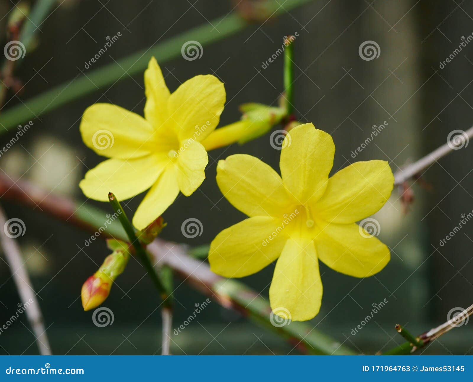 Two Yellow Winter Jasmine Flowers Stock Image - Image of climber ...