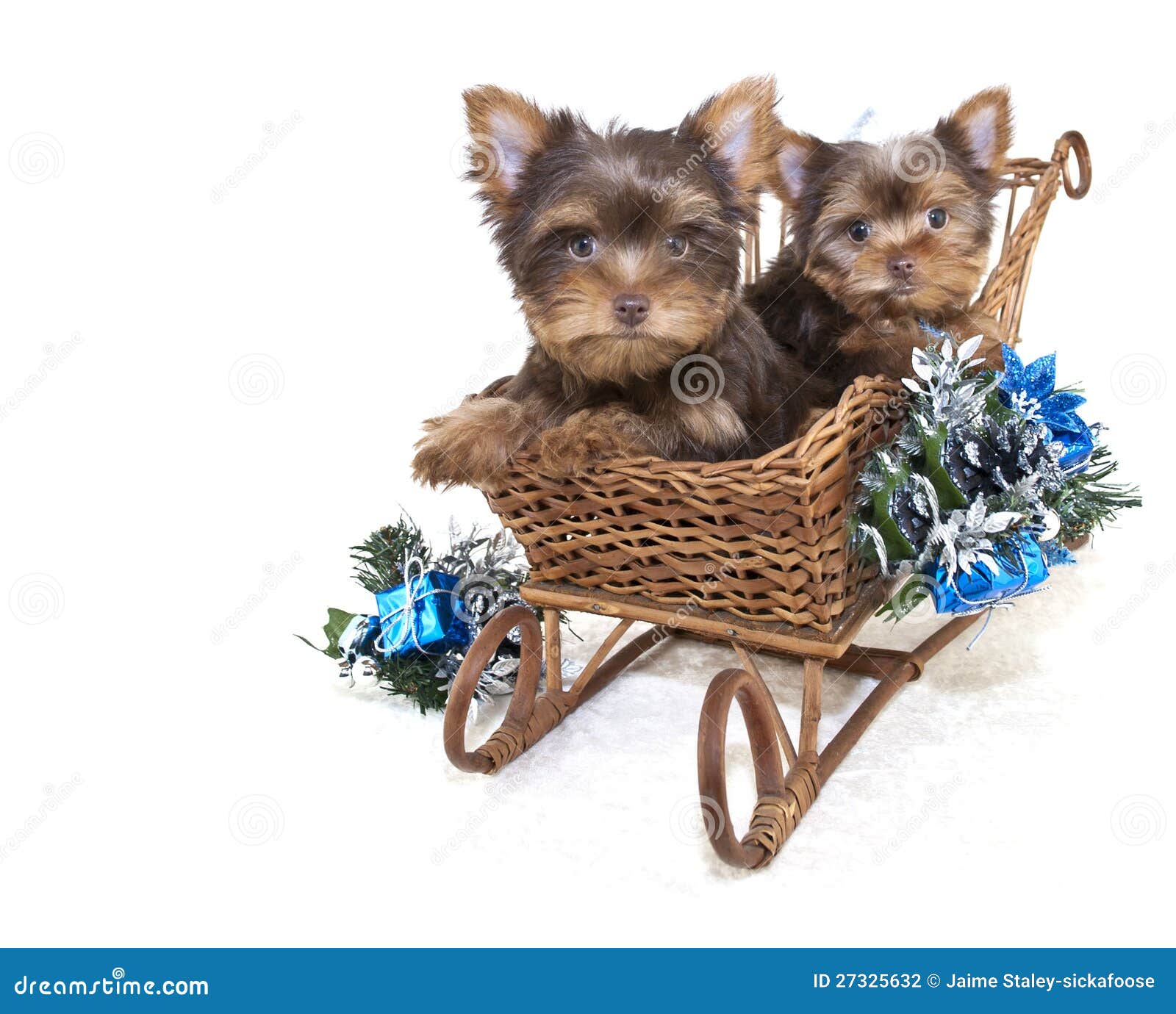 Two Yorkie Christmas Puppies. Stock Photo - Image of breed, yorkie ...