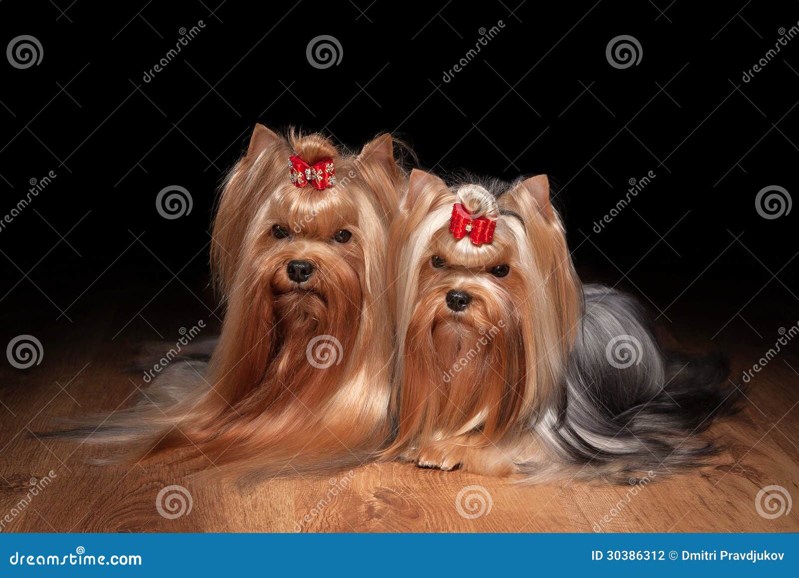 Two Yorkie Puppies on Wooden Texture Stock Photo - Image of friendship ...