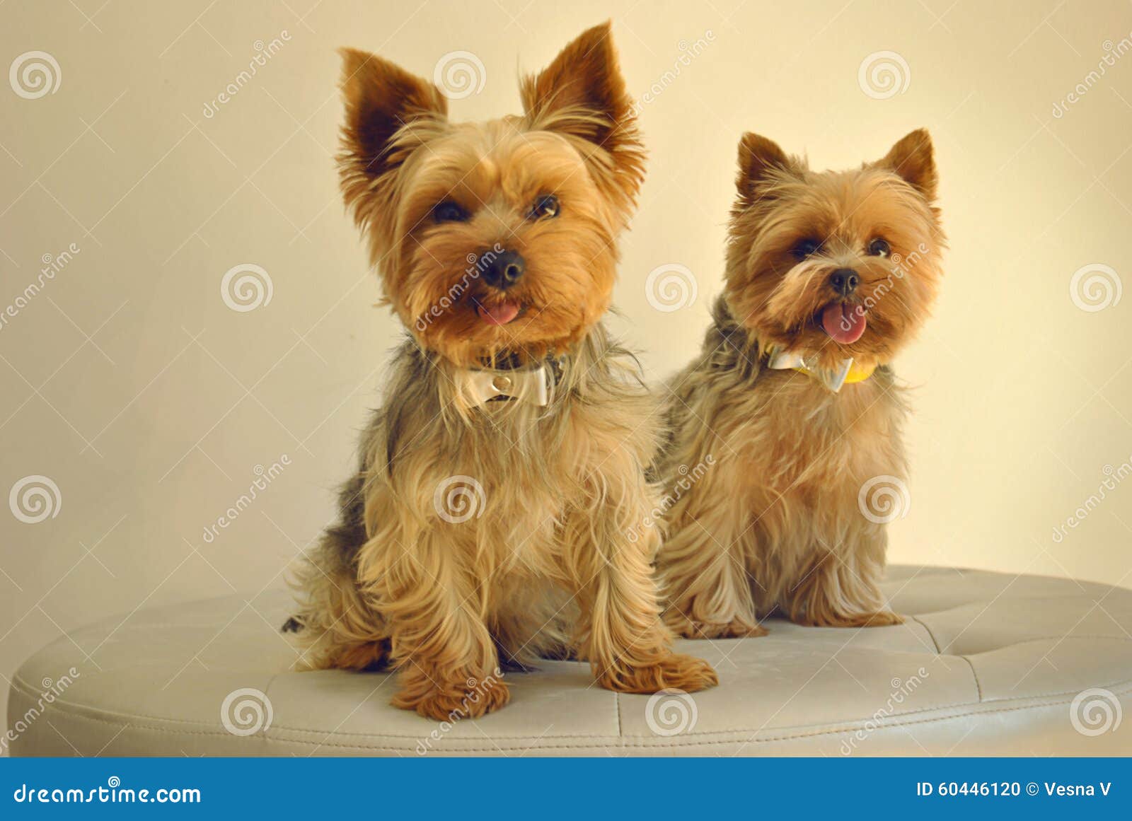 Two Yorkshire Dogs stock photo. Image of sitting, silver - 60446120