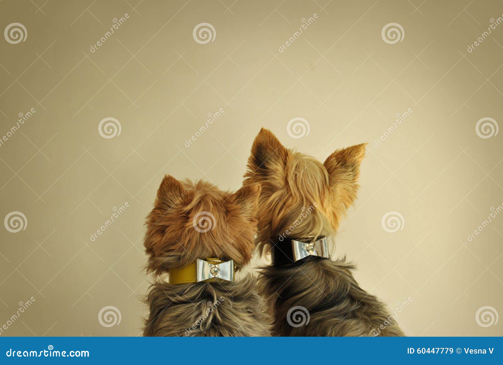 Two Yorkshire Dogs stock image. Image of collars, brother - 60447779