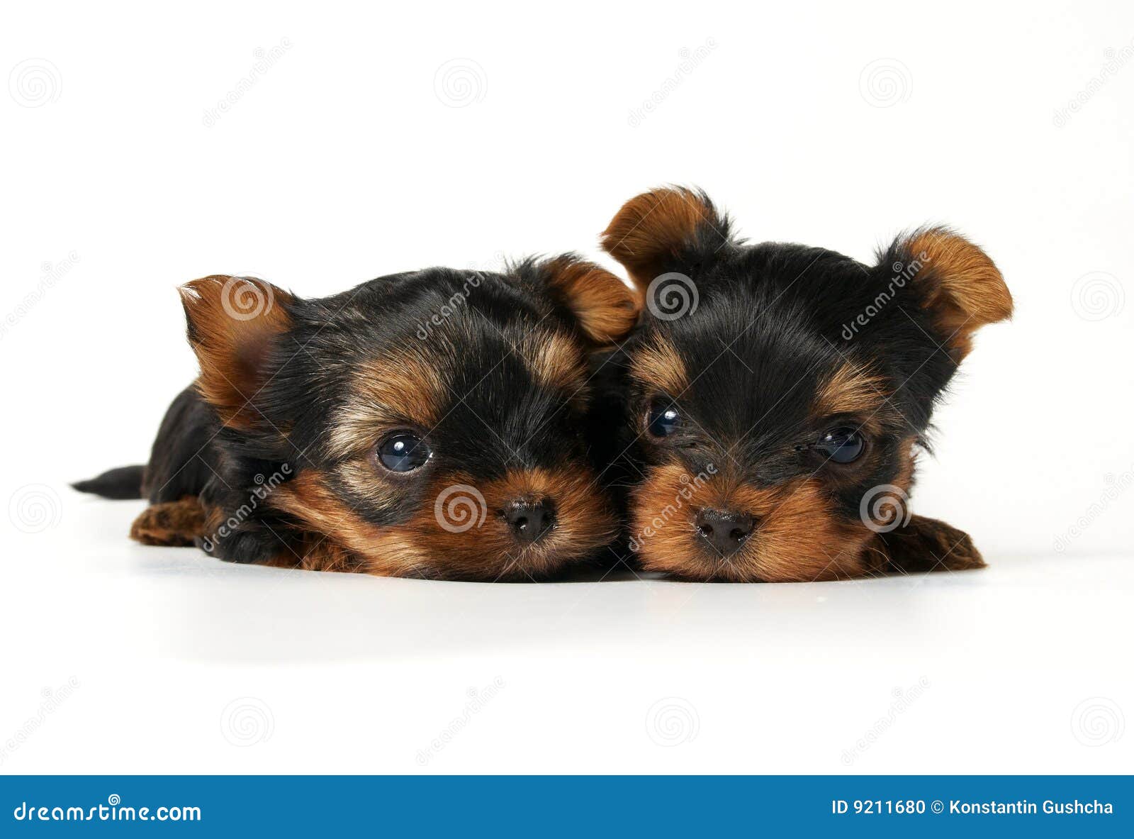 Two Yorkshire Puppies on White Background Stock Photo - Image of beauty ...