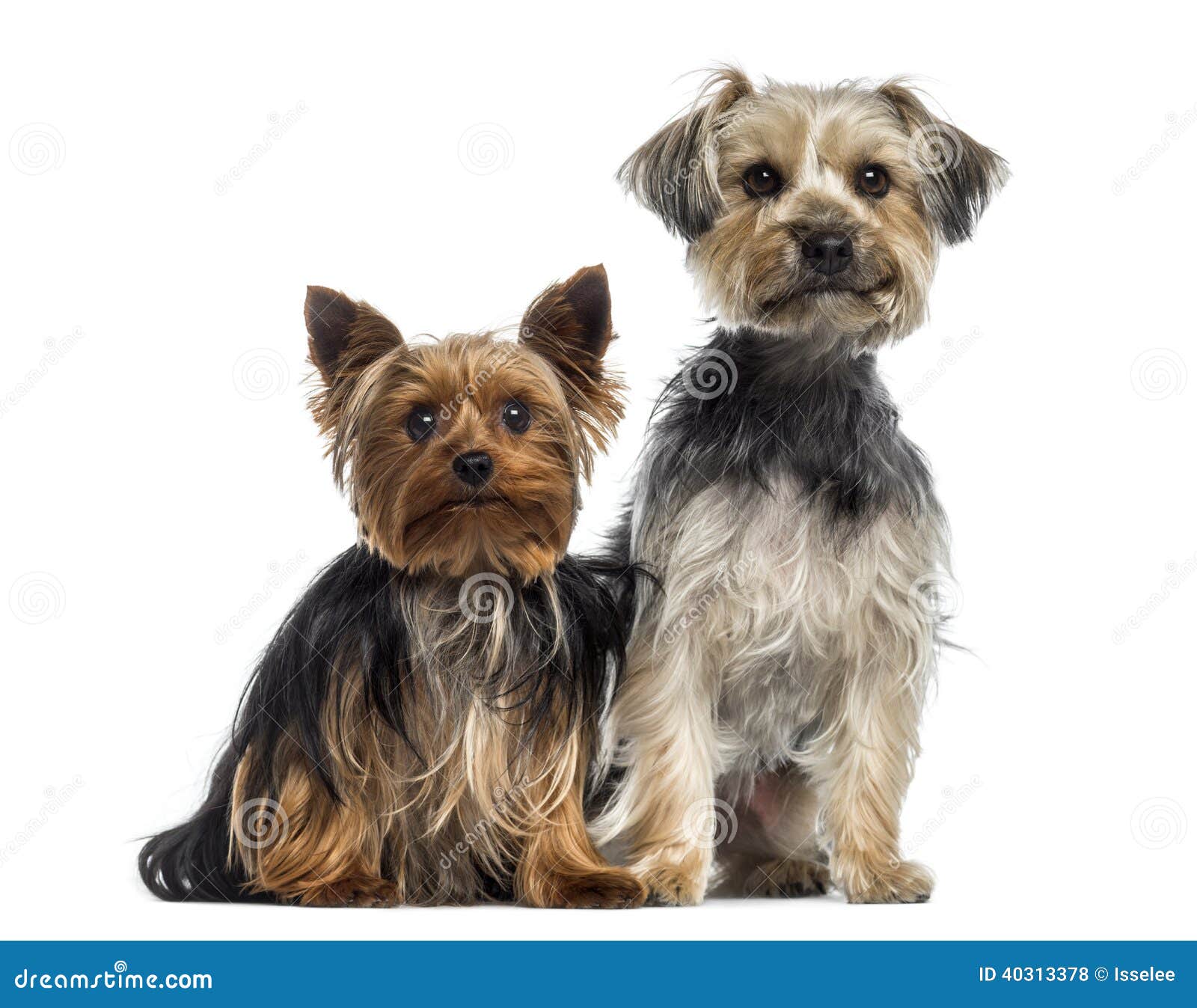 Two Yorkshire Terrier stock photo. Image of companionship - 40313378
