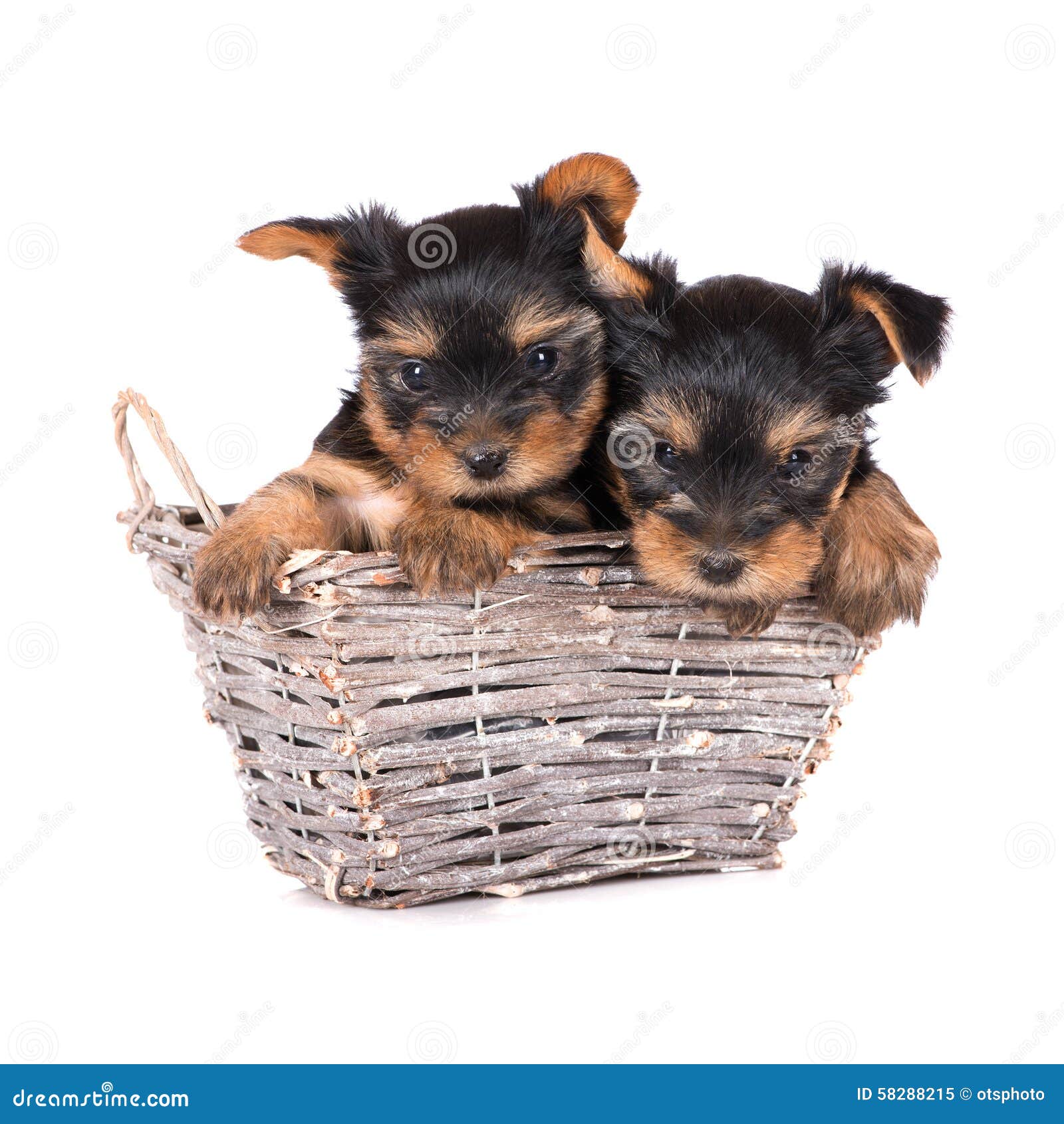 Two Yorkshire Terrier Puppies Stock Image - Image of beautiful, black ...