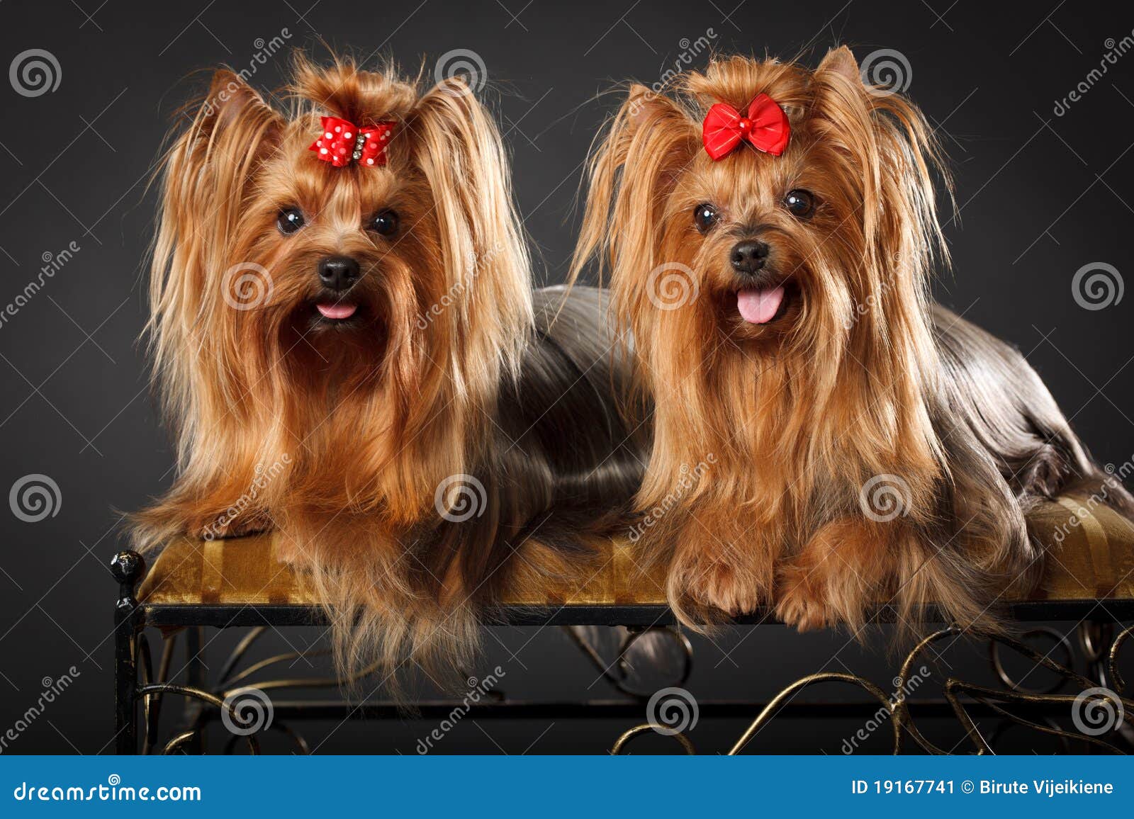 Two Yorkshire Terriers stock image. Image of ribbon, breed - 19167741