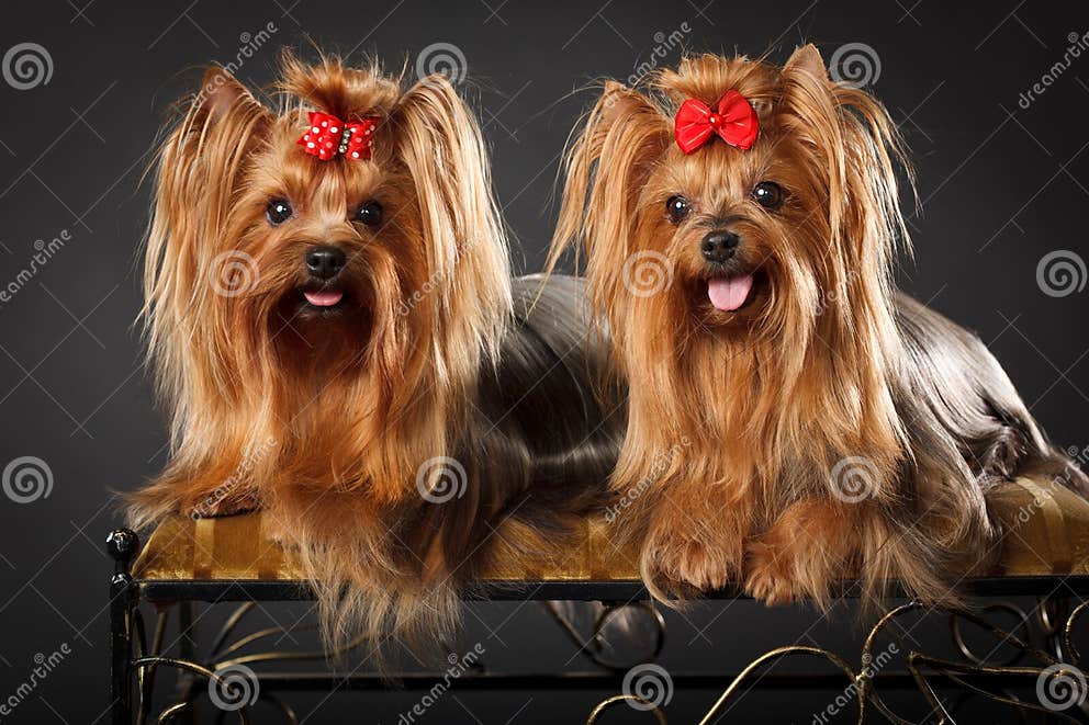 Two Yorkshire Terriers stock image. Image of ribbon, breed - 19167741