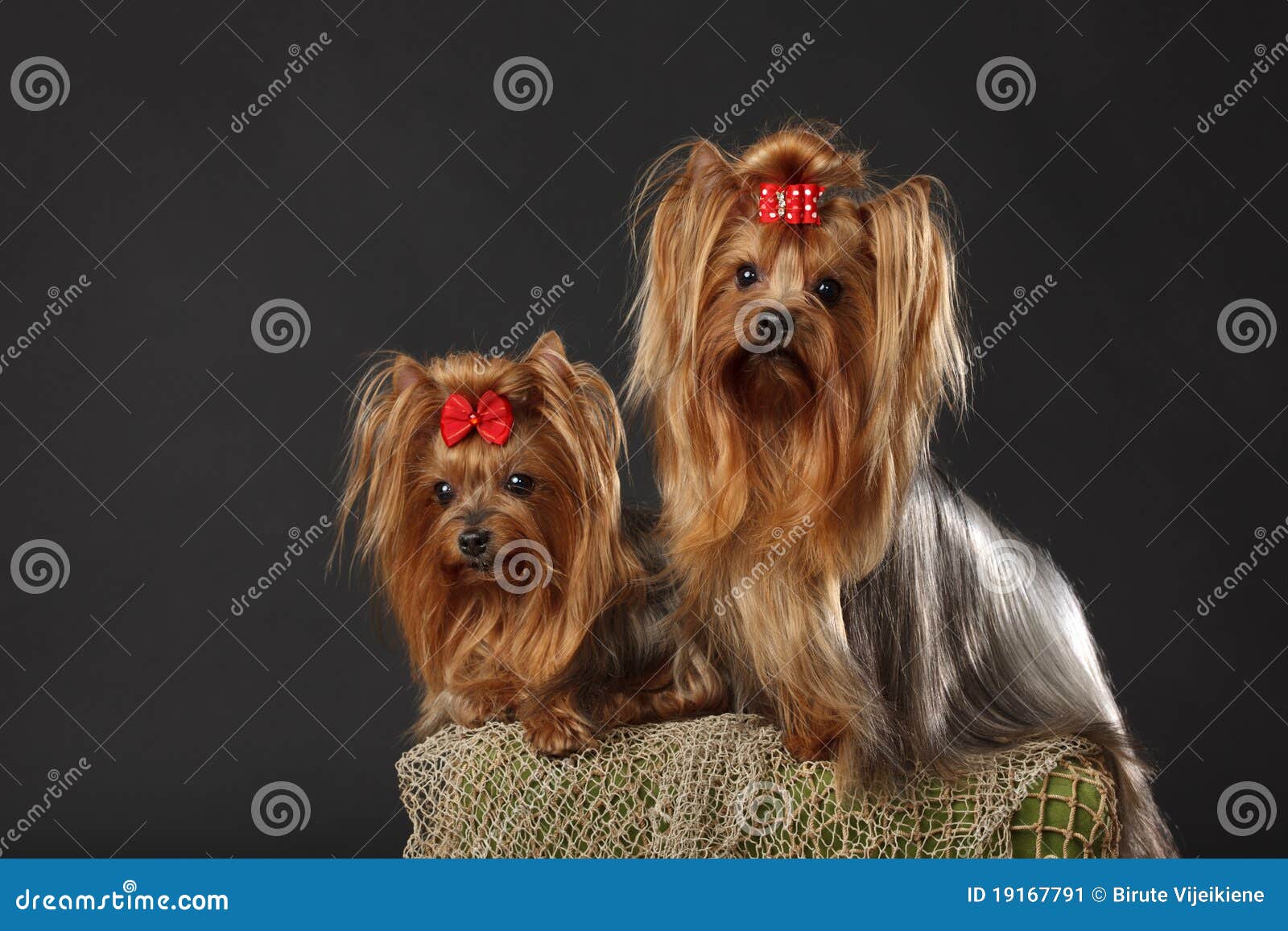 Two Yorkshire Terriers stock image. Image of coat, nose - 19167791