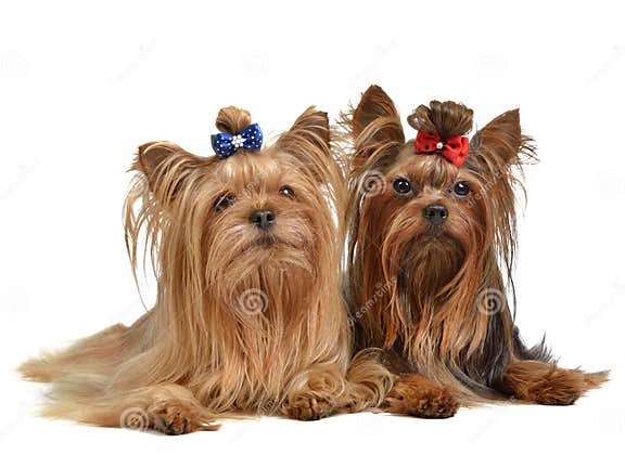 Two Yorkshire Terriers stock image. Image of pedigree - 22303301