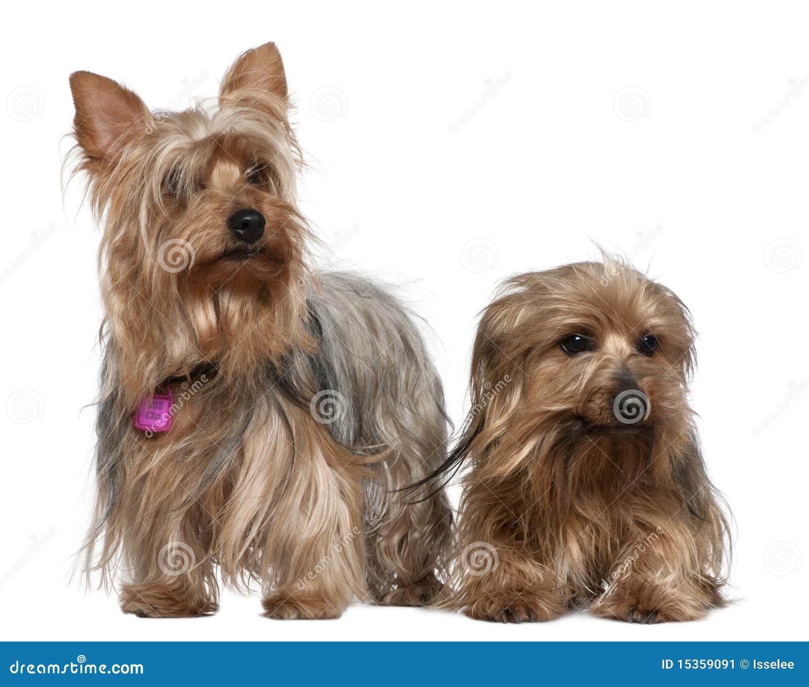 Two Yorkshire Terriers, 3 and 6 Years Old Stock Image - Image of ...